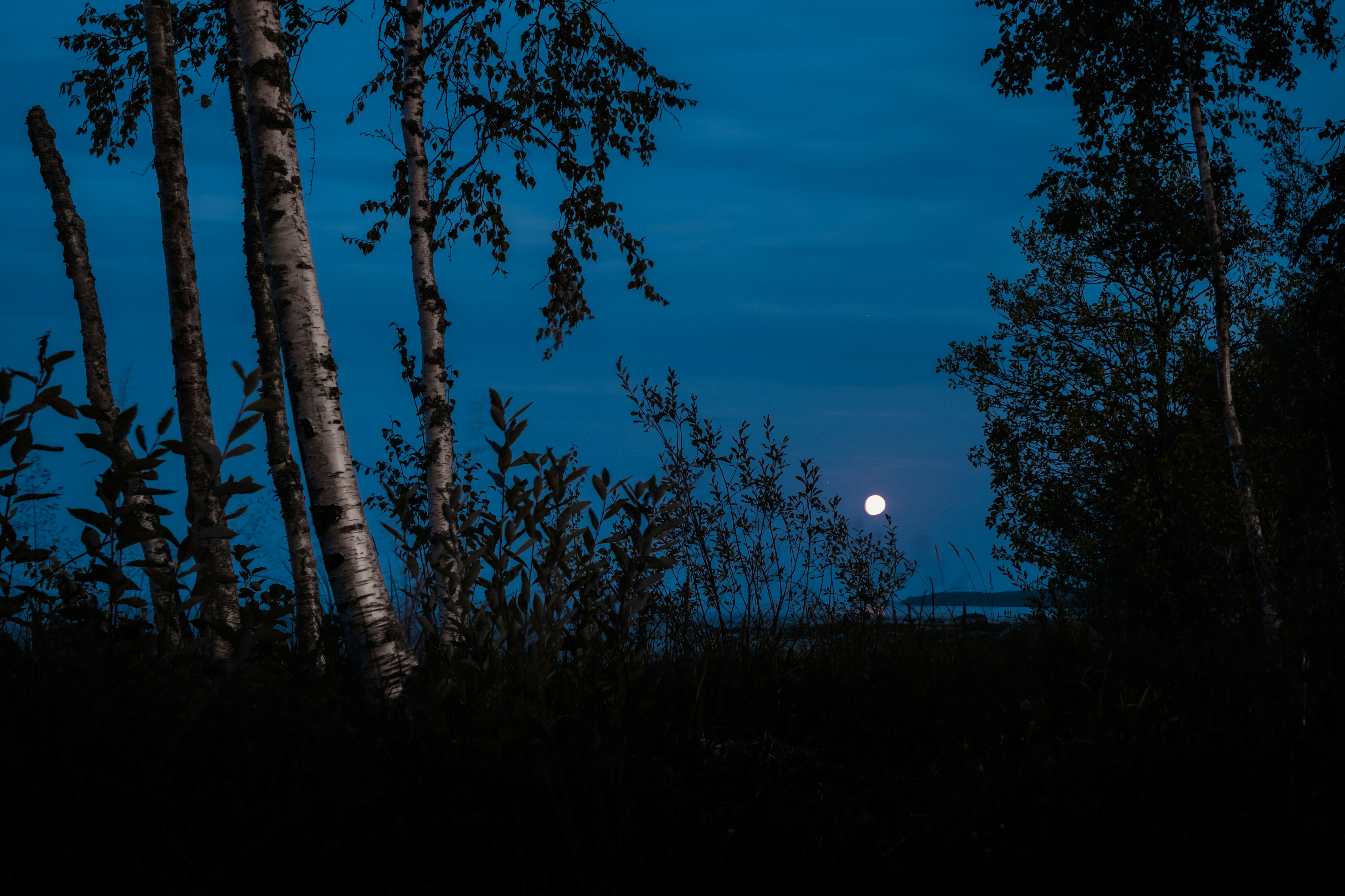 Moonrise Behind Silhouetted Birches Along a Quiet Shore