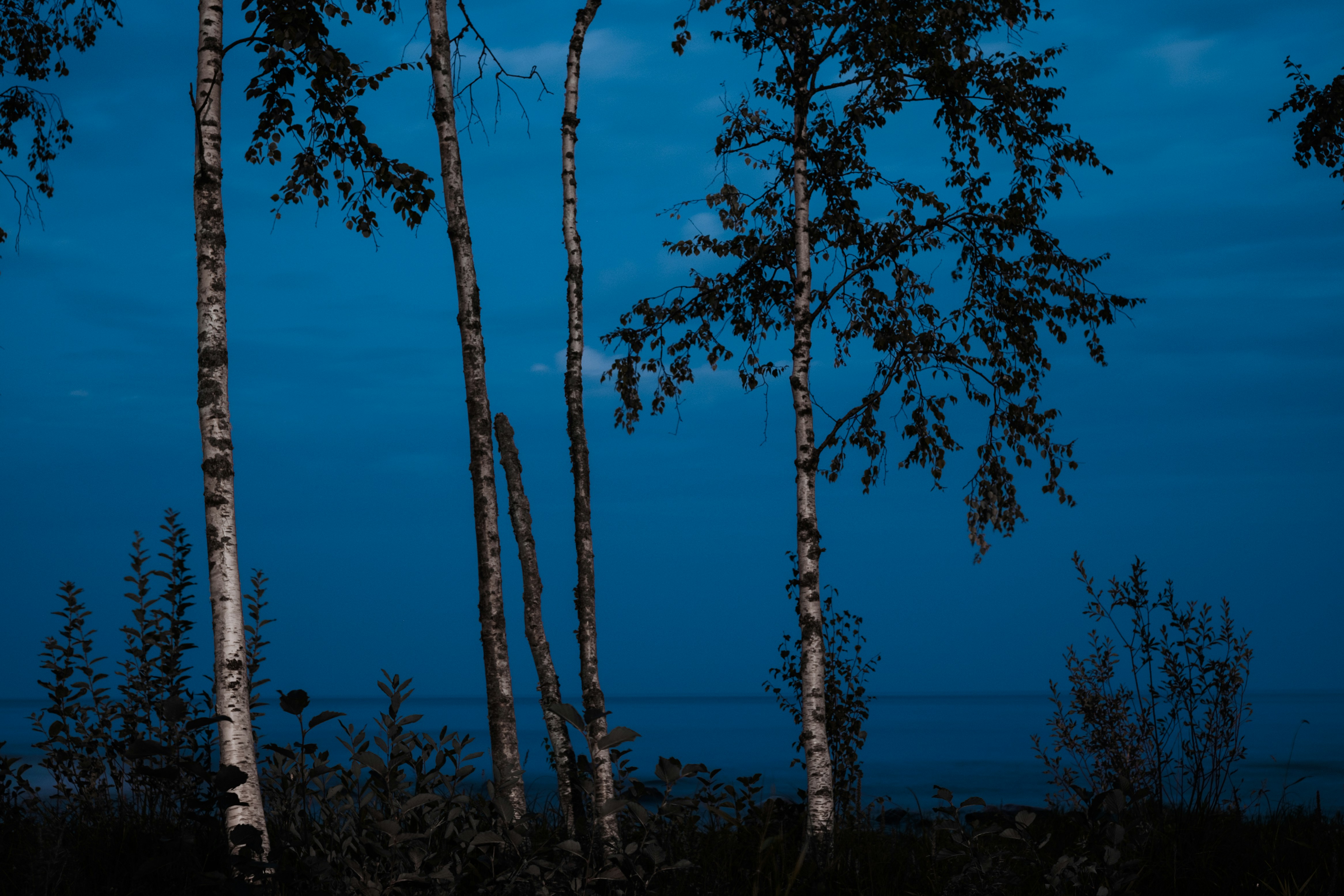 A couple of trees that are next to each other photo – Free Tree Image ...