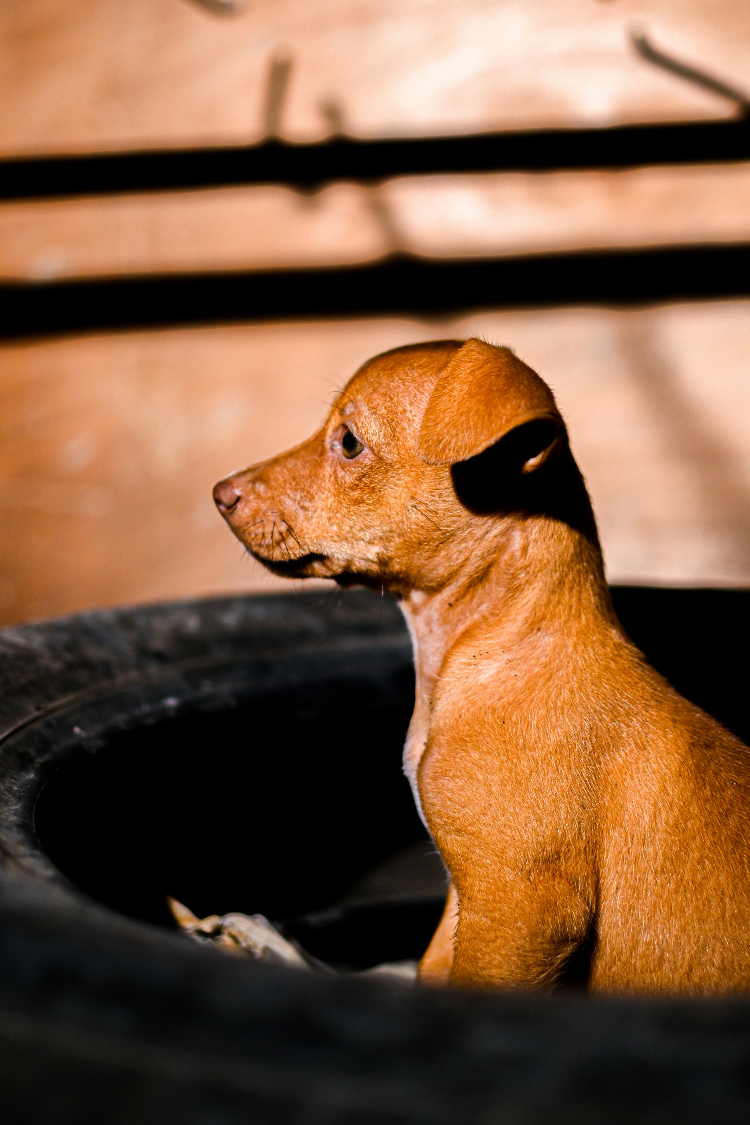 A small brown dog sitting inside of a tire photo – Free Animal Image on ...