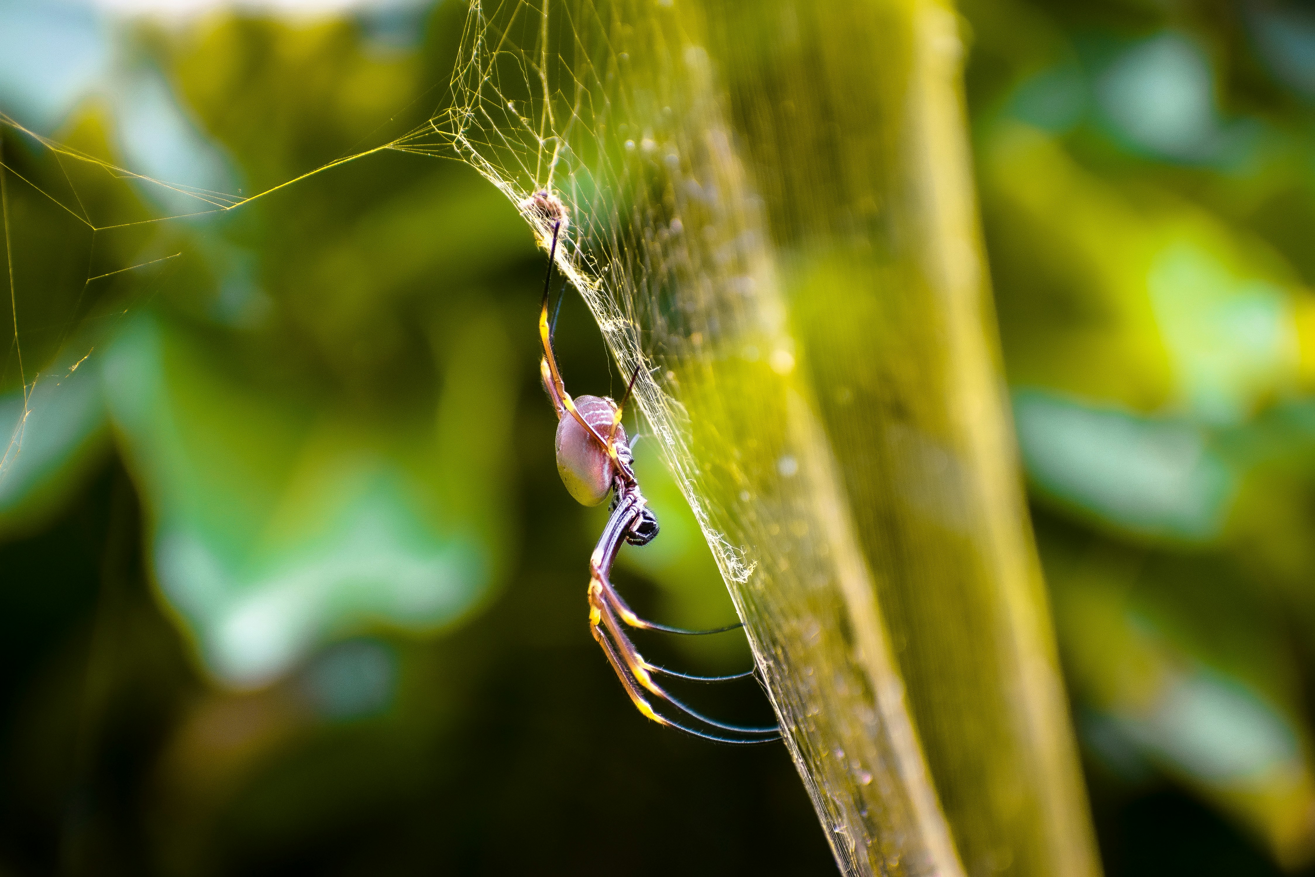 Silken Spotlight: a tiny spider on a sunlit green stem