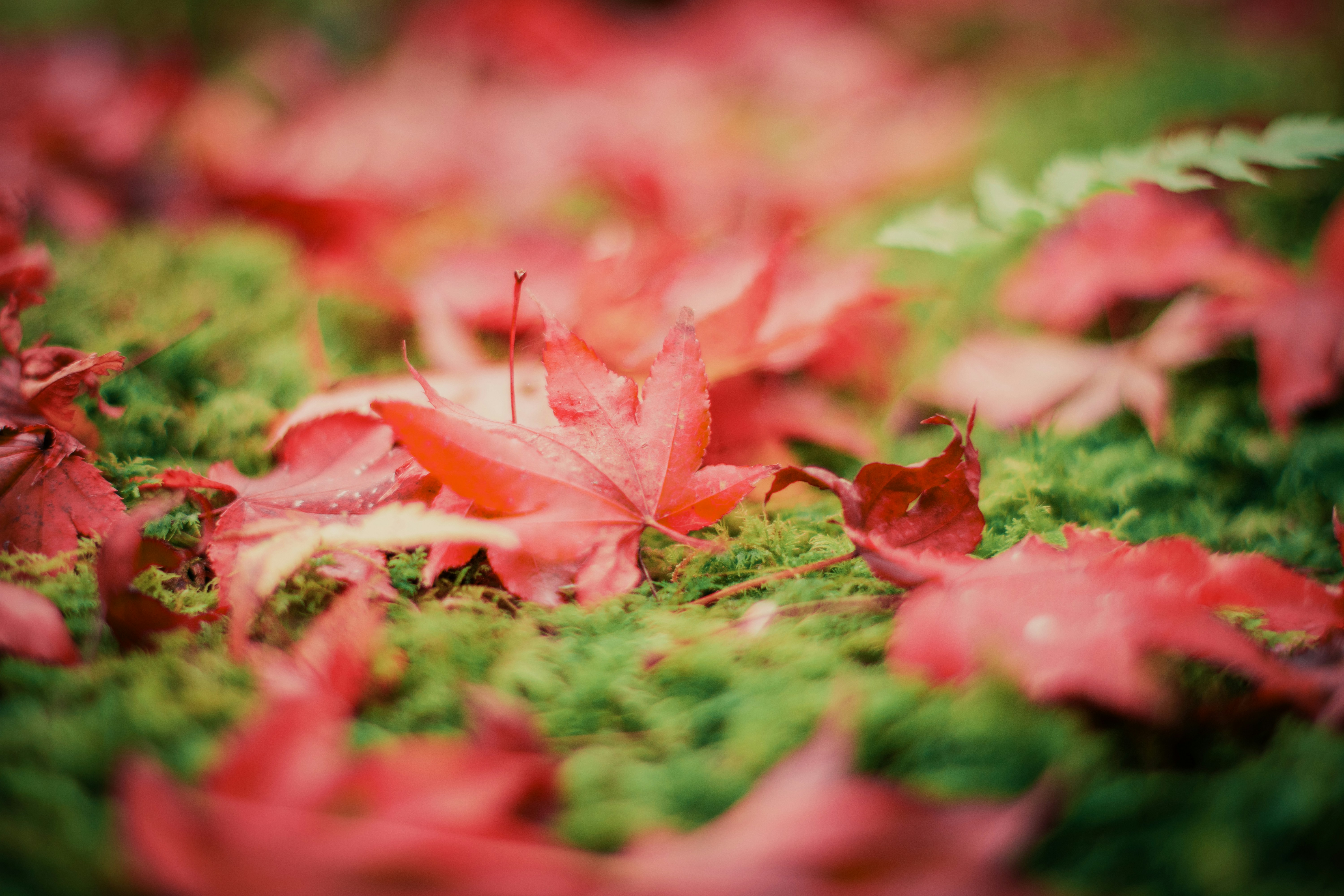 Un tas de feuilles qui sont sur le sol photo – Image gratuite de ...
