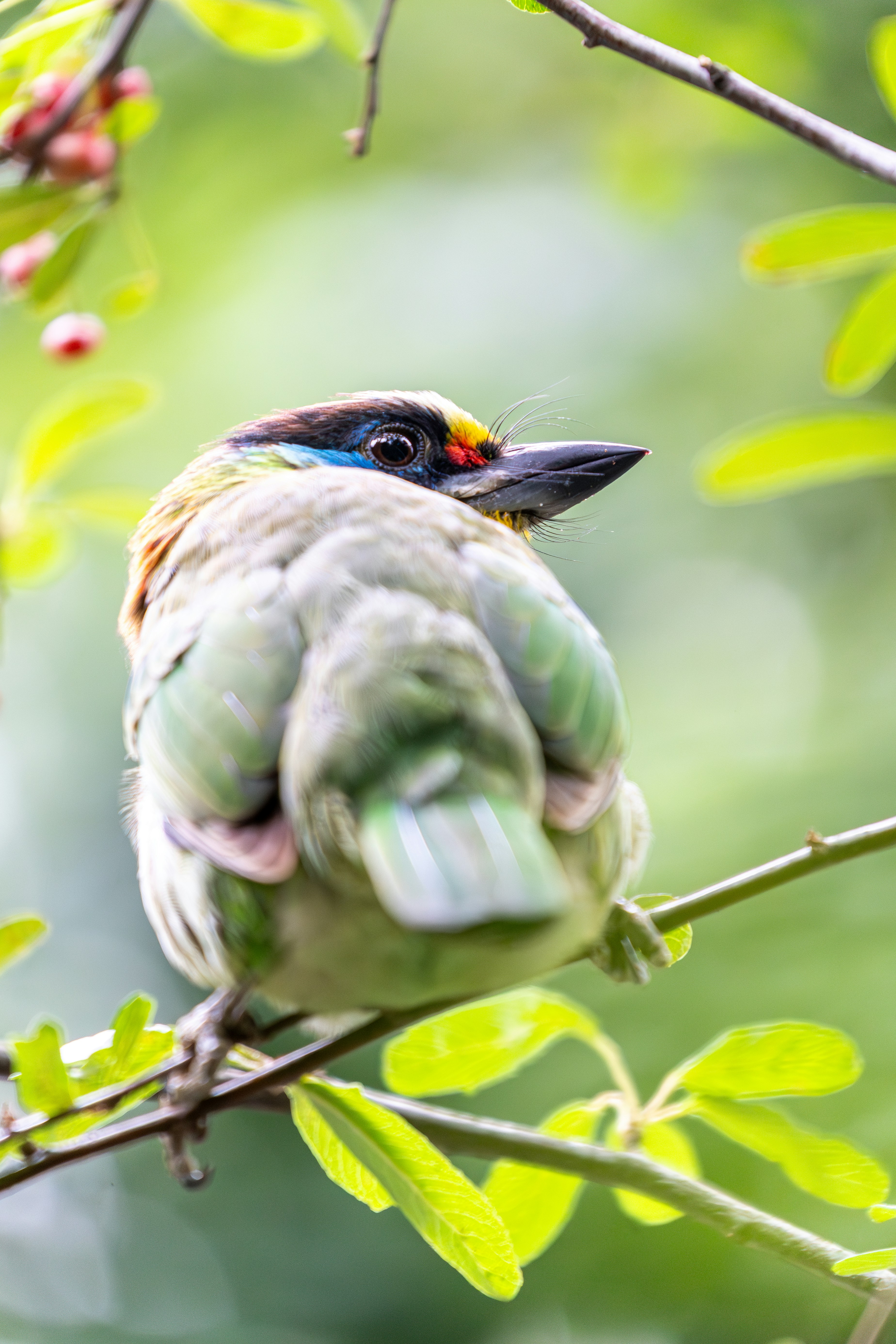 Colorful Kingfisher Glance: A Low-Angle Portrait in Soft Focus