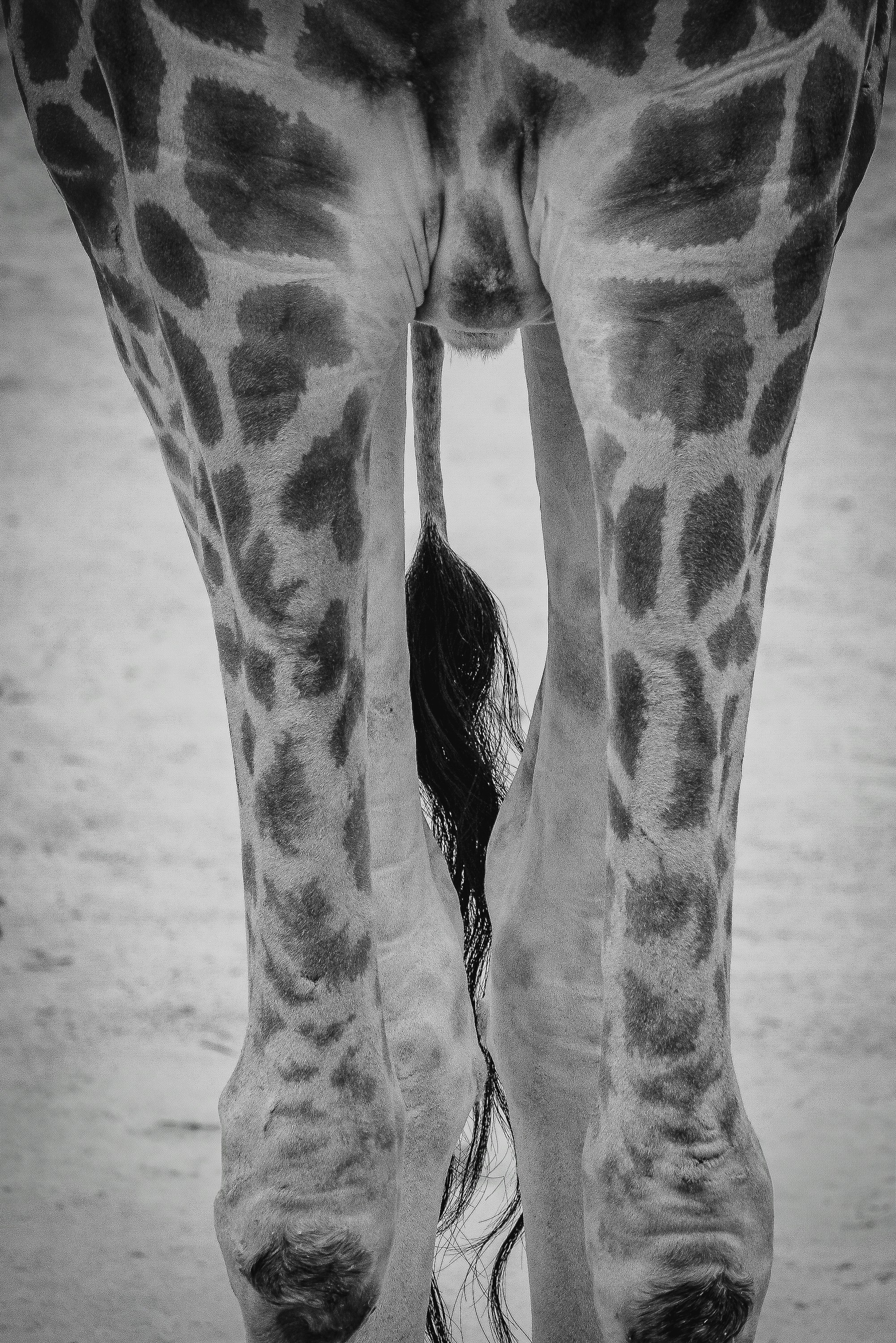 A giraffe's legs and legs are shown in black and white photo – Free ...