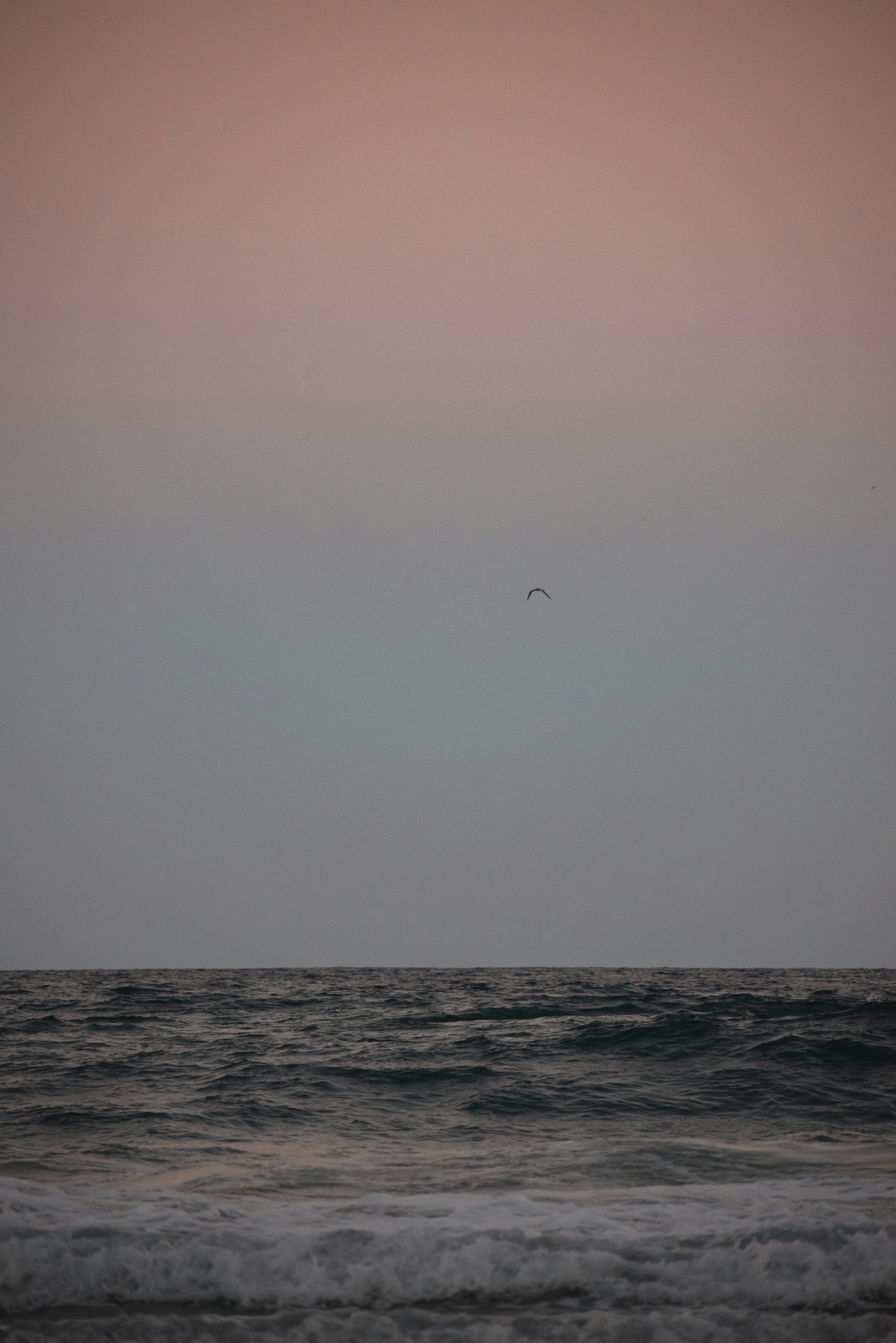 Pastel Horizon: A lone seabird carves stillness above a calm sea