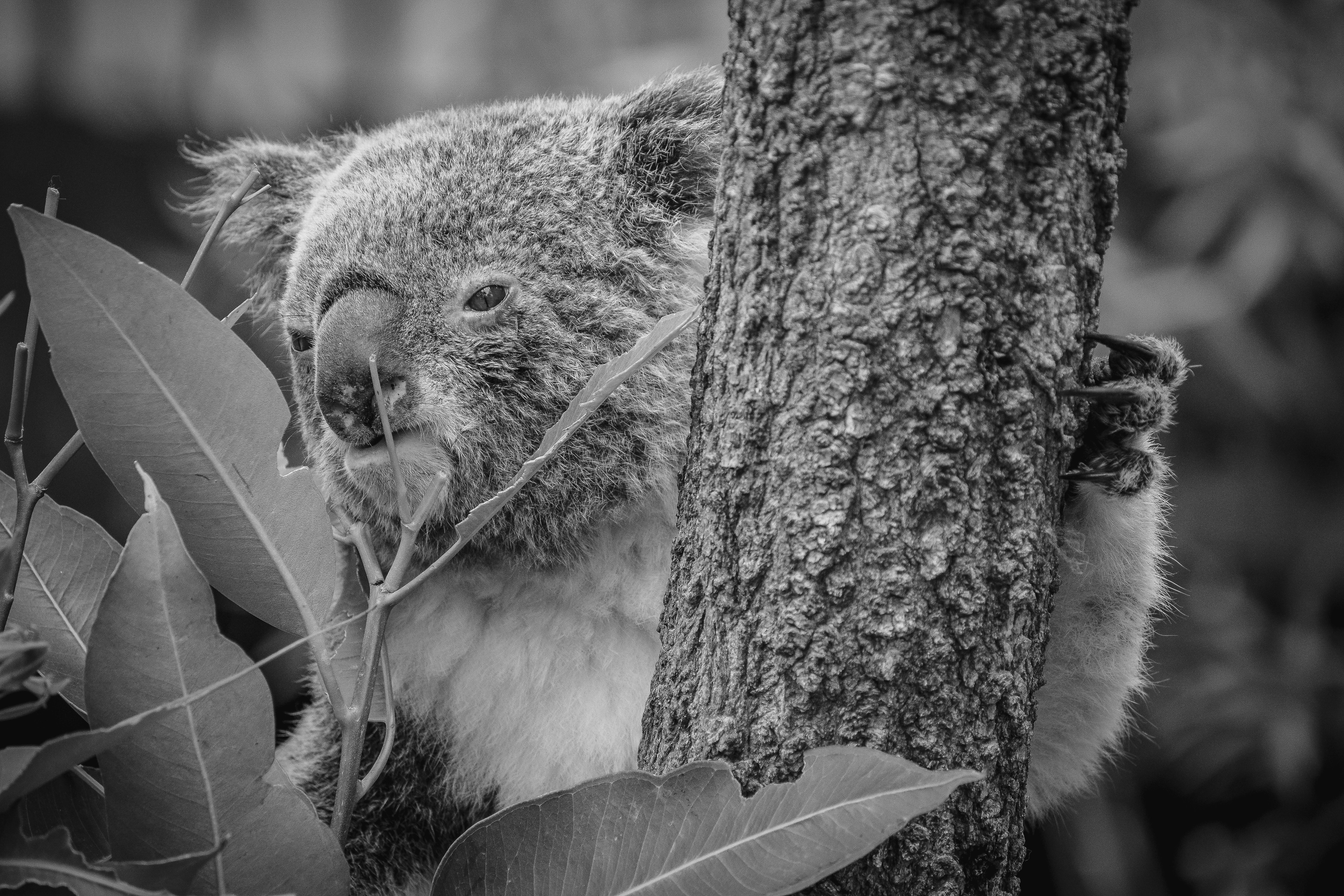 Monochrome Moment: A koala's quiet peek from behind the trunk