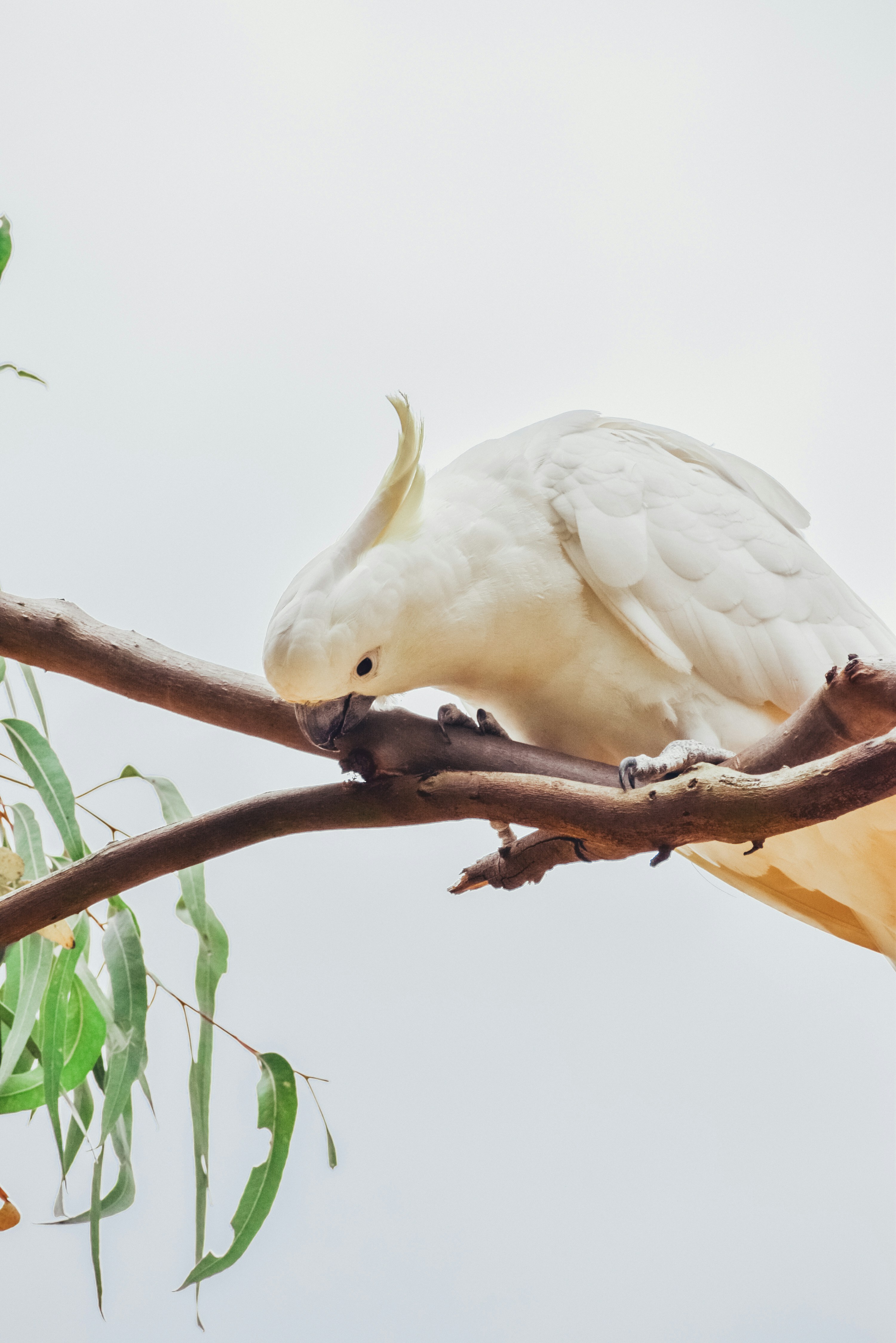 Crested Quietude: White Cockatoo Perched on a Sunlit Branch