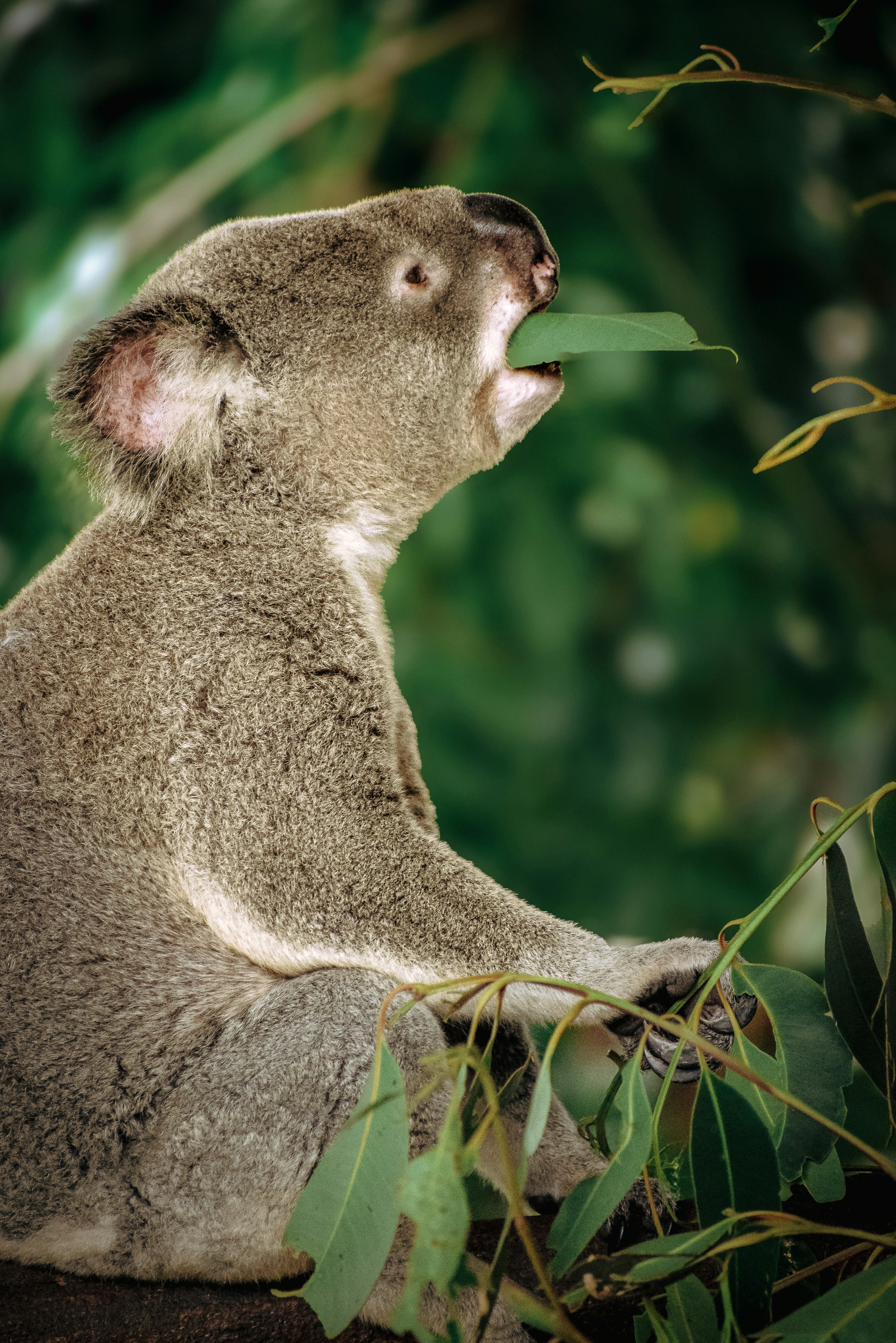 Verdant Nibble: Koala in a Quiet Eucalyptus Moment