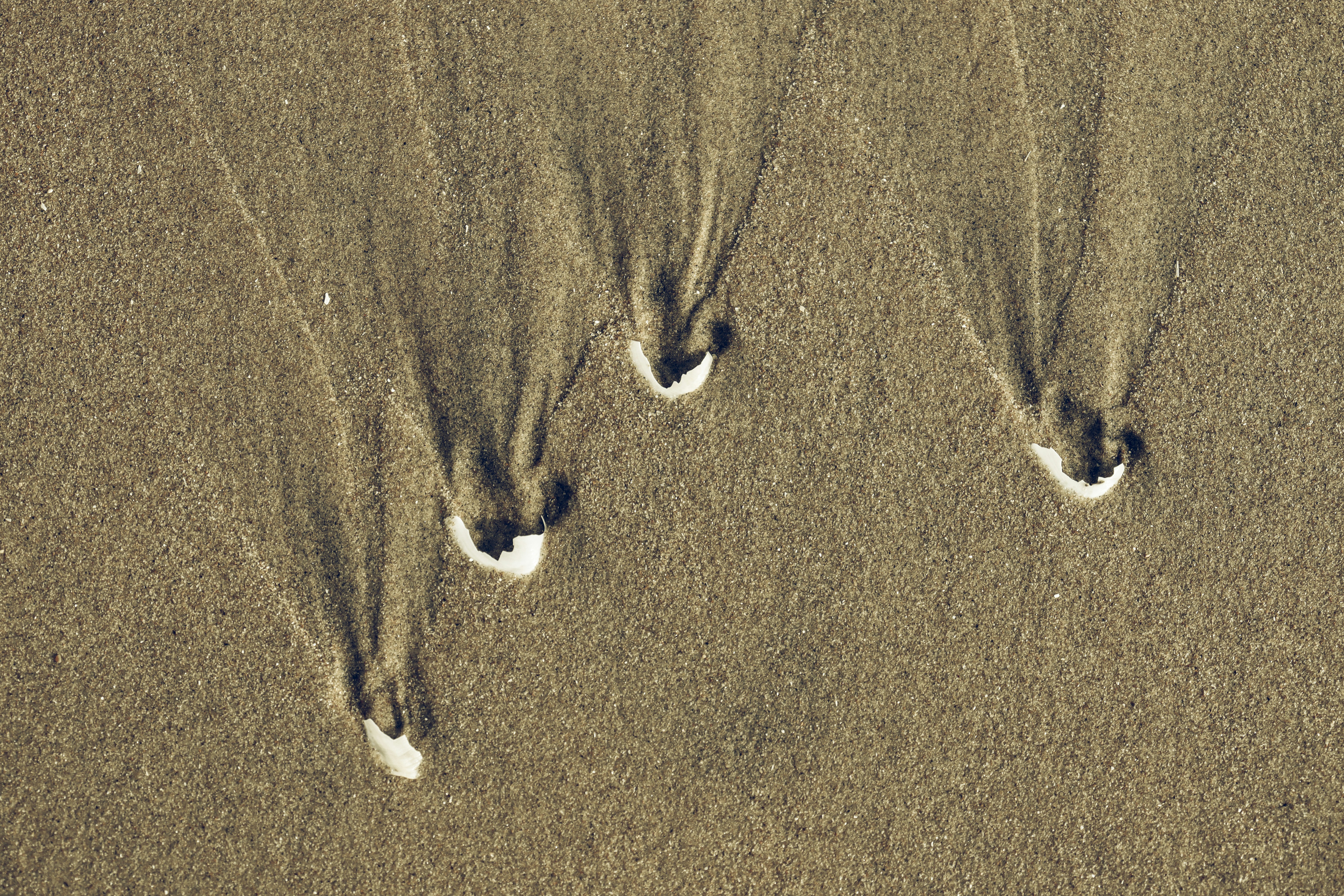 Five crab-trails trace a diagonal rhythm across wind-sculpted sand