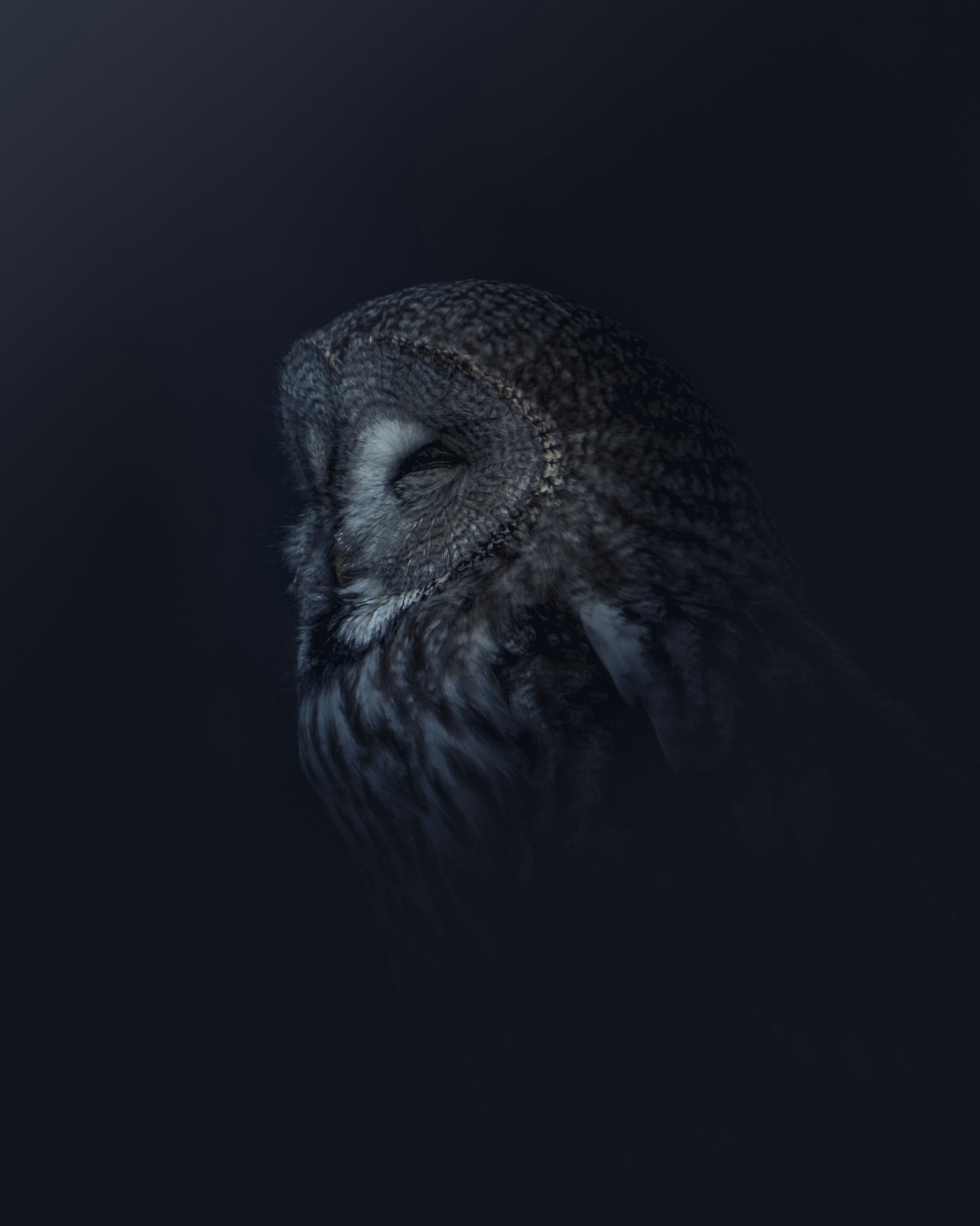 A close up of an owl in the dark photo – Free Black Image on Unsplash