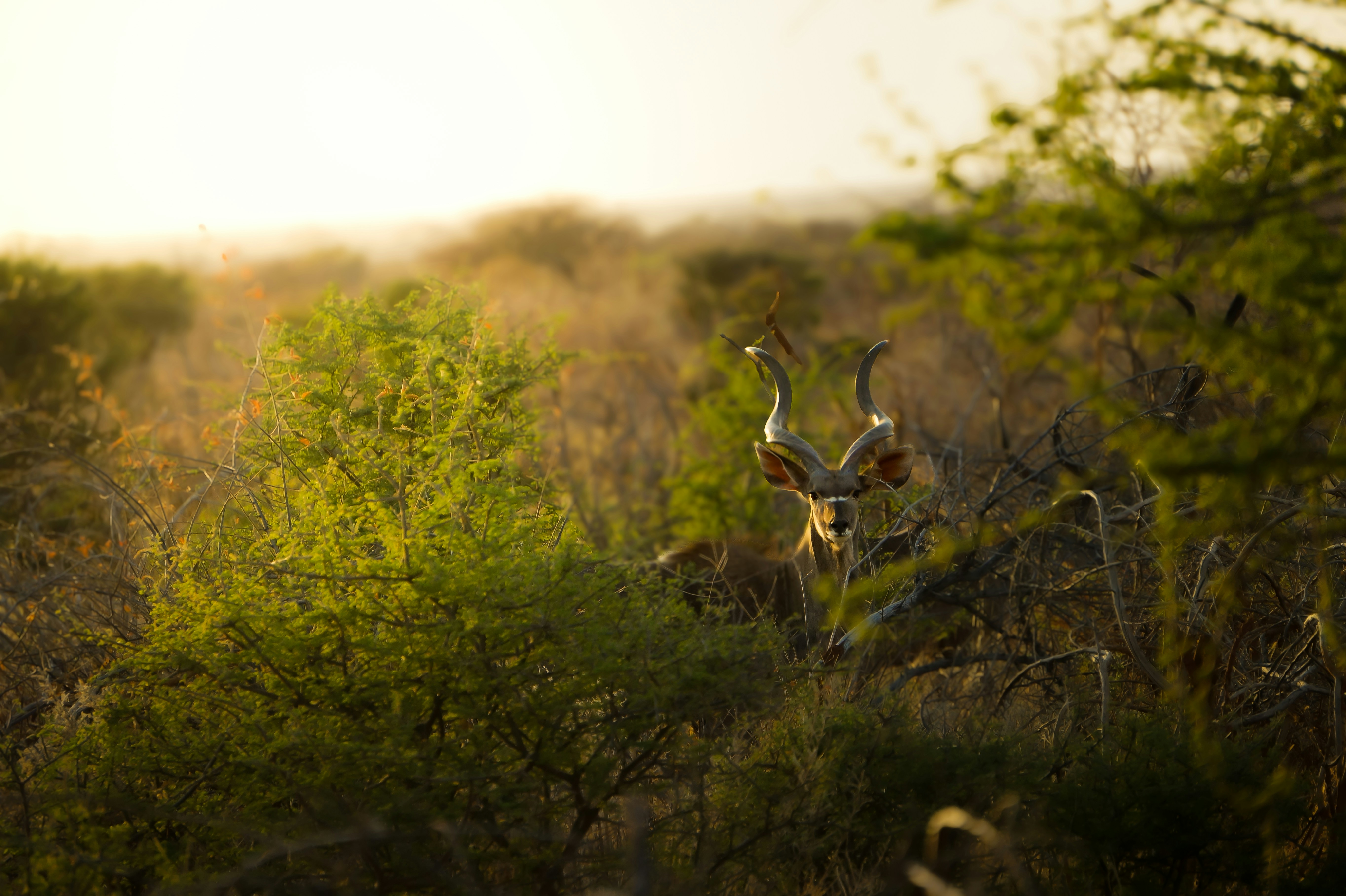 A couple of deer standing in the middle of a forest photo – Free ...