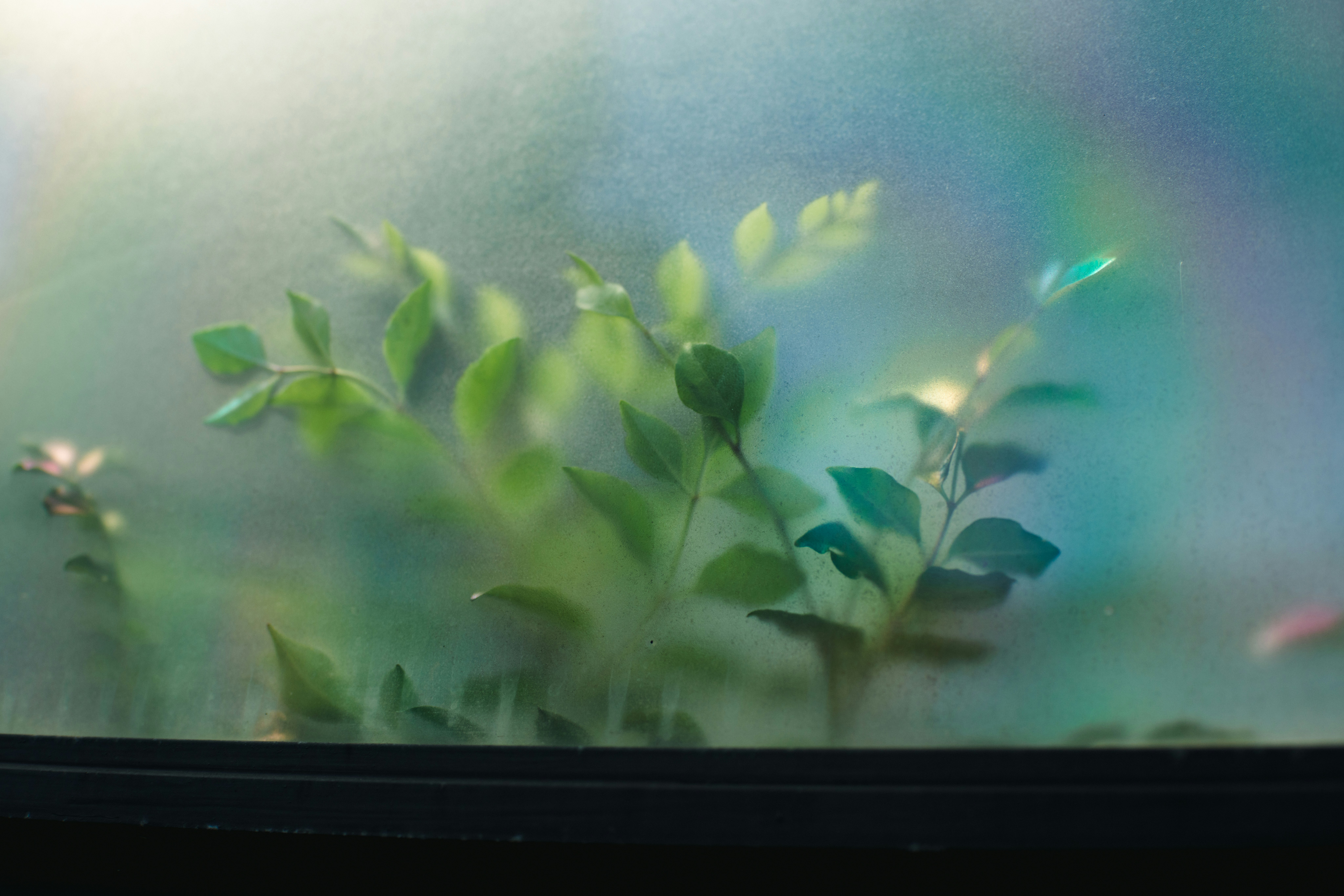 A blurry picture of a green plant in front of a window