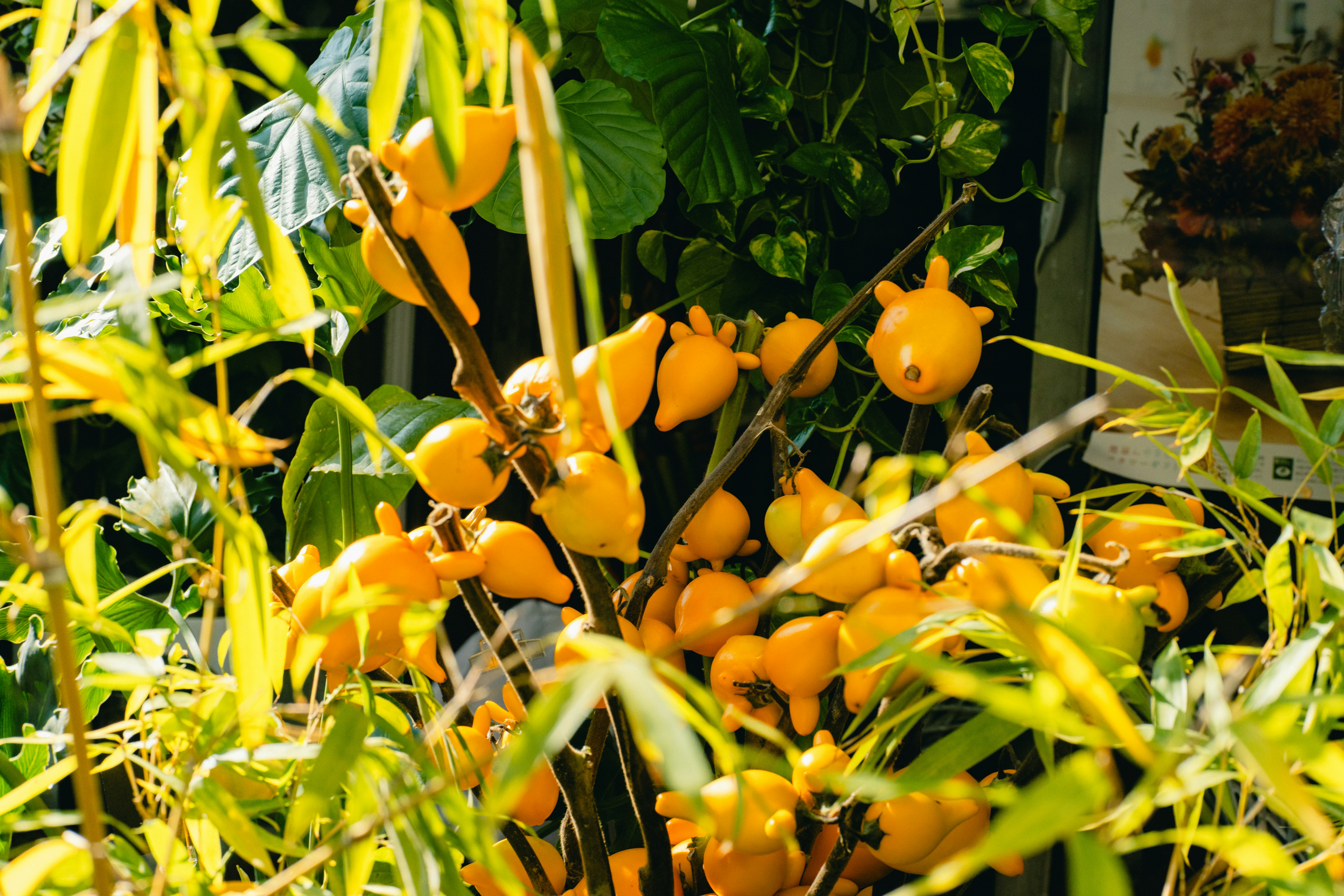 Sunlit Orange Fruits Nestled in a Lush Green Canopy