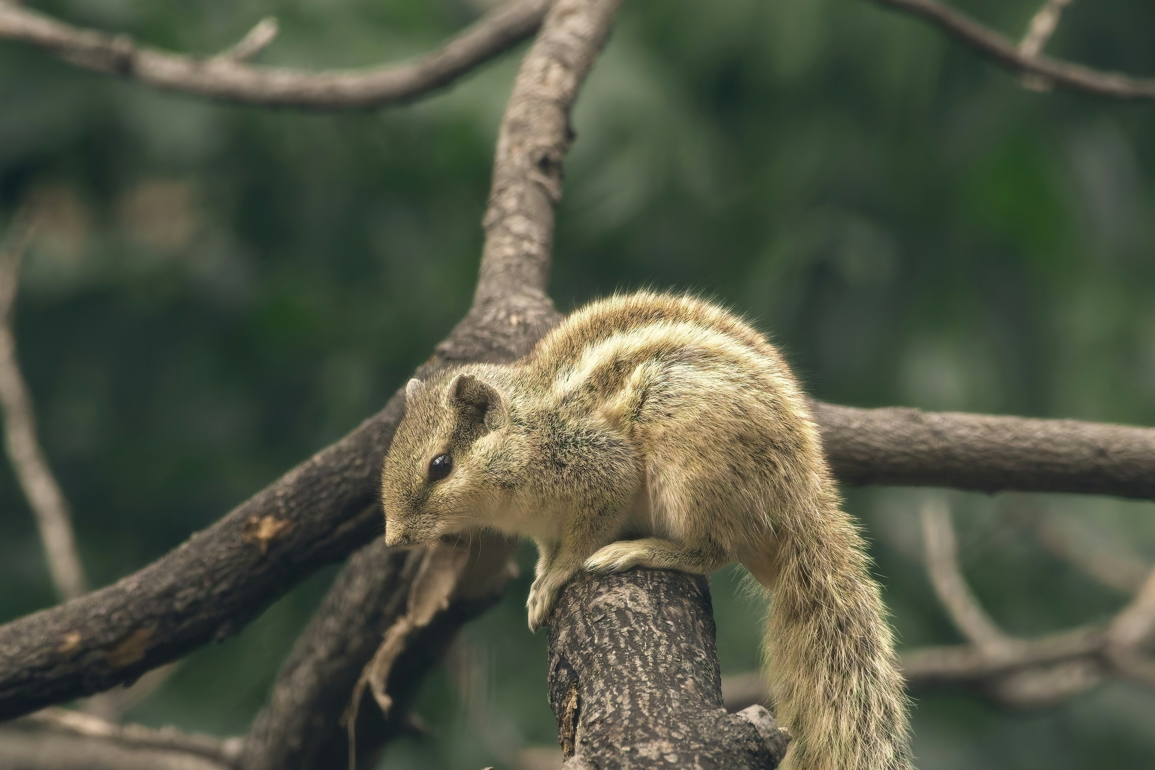 Squirrel on a Weathered Branch: A Momentary Pause in the Green Canopy