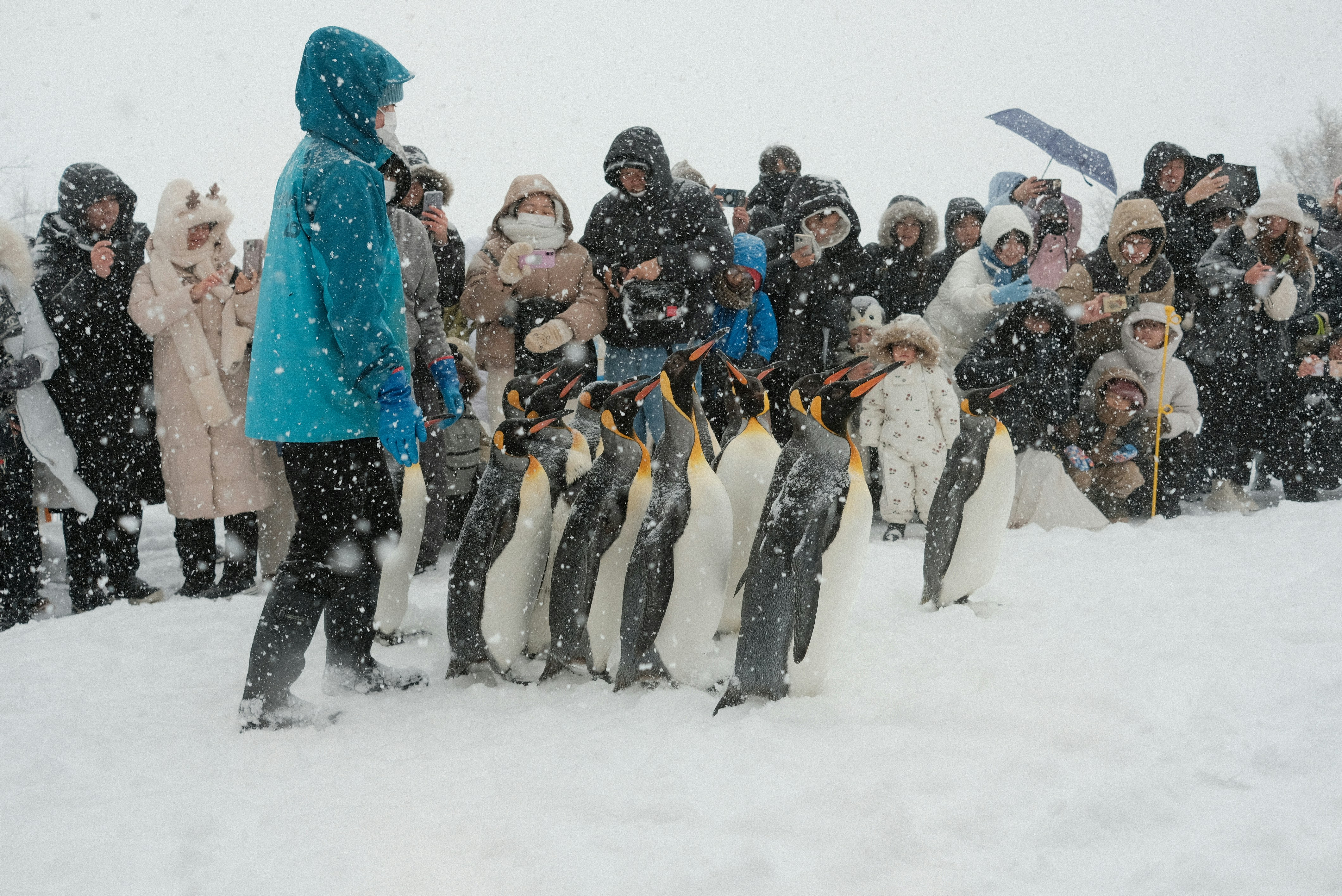 Penguins walking in a snowy landscape surrounded by a crowd of onlookers dressed in winter clothing.