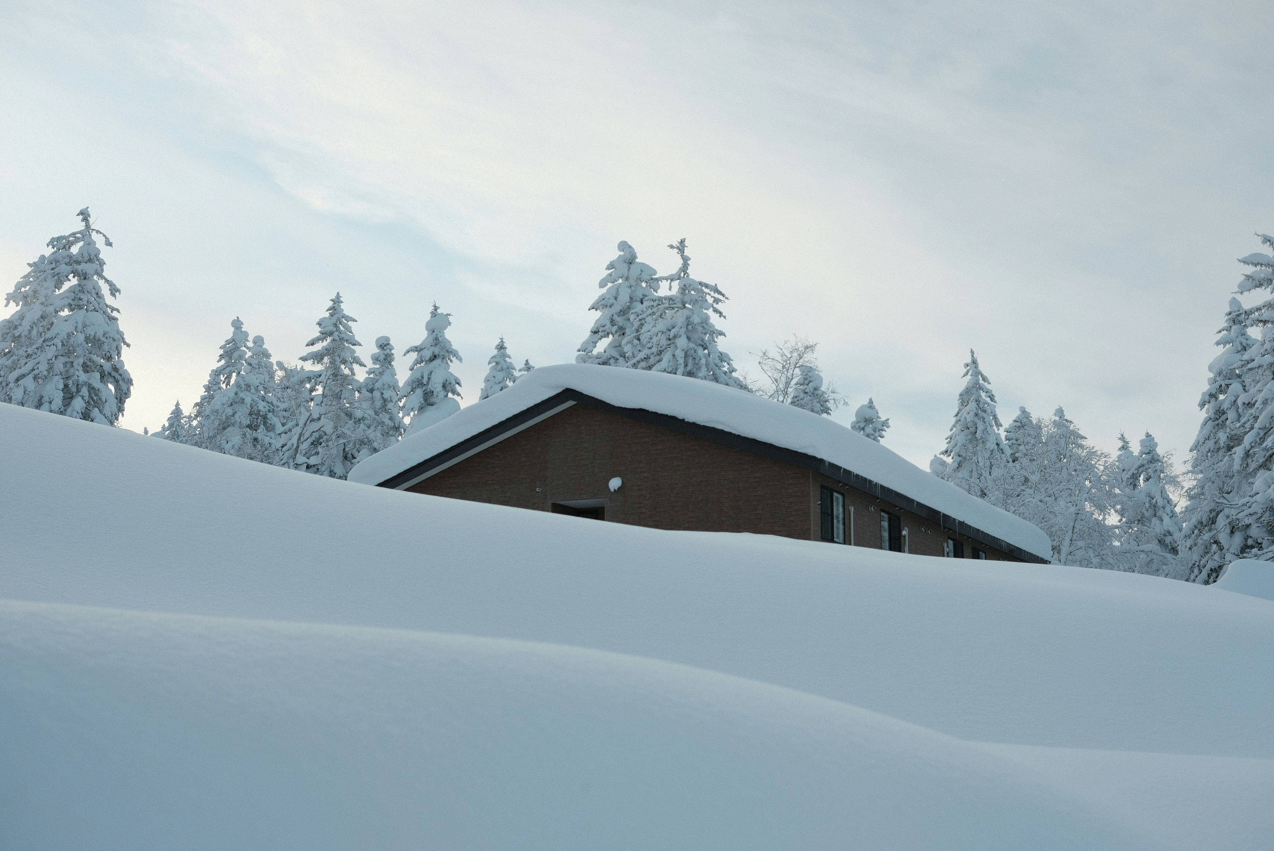 Snow Draped Cabin Between Silent Pines
