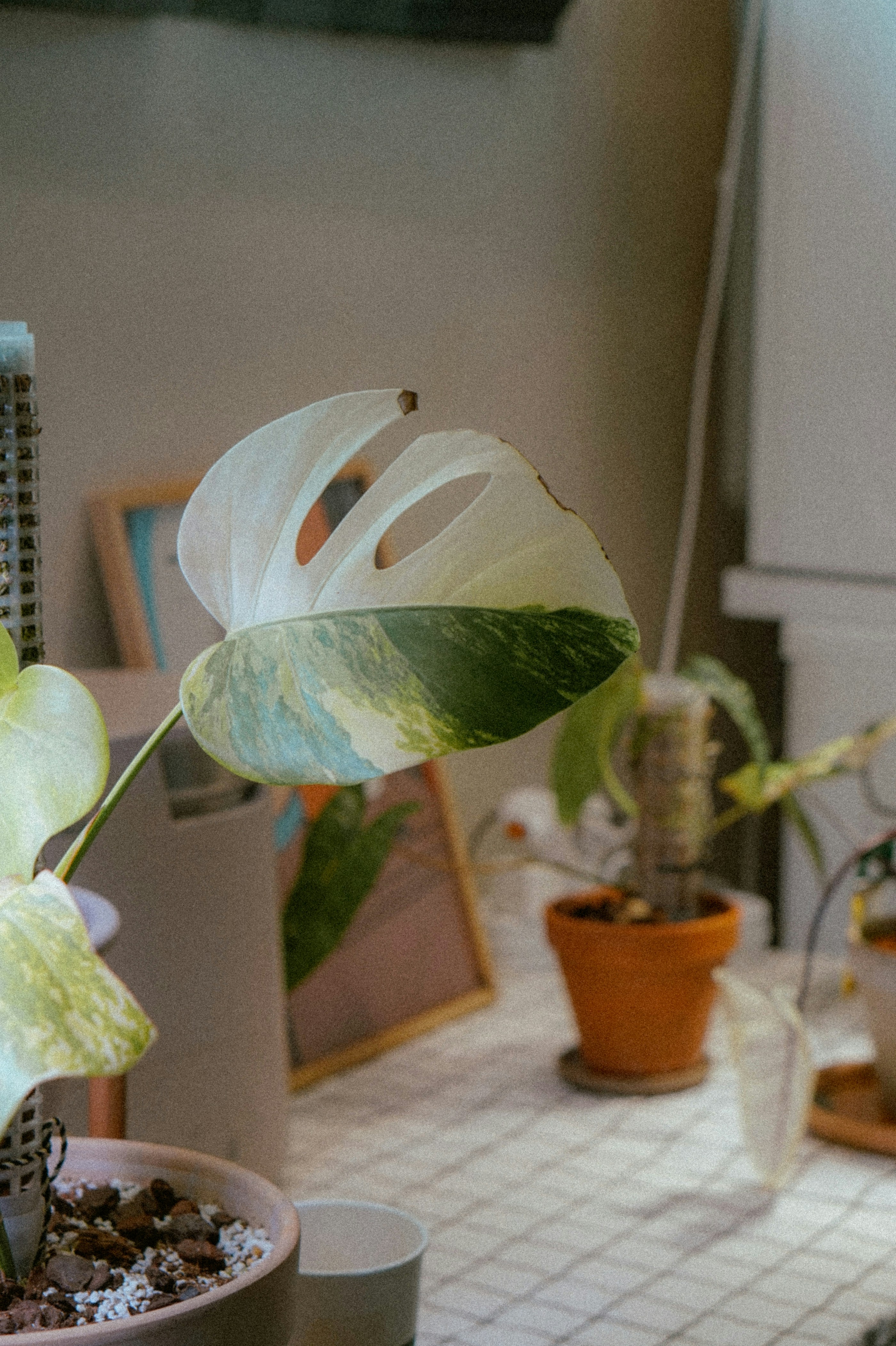 Monstera on a Quiet Desk: Variegated Leaves in Soft Ambient Light