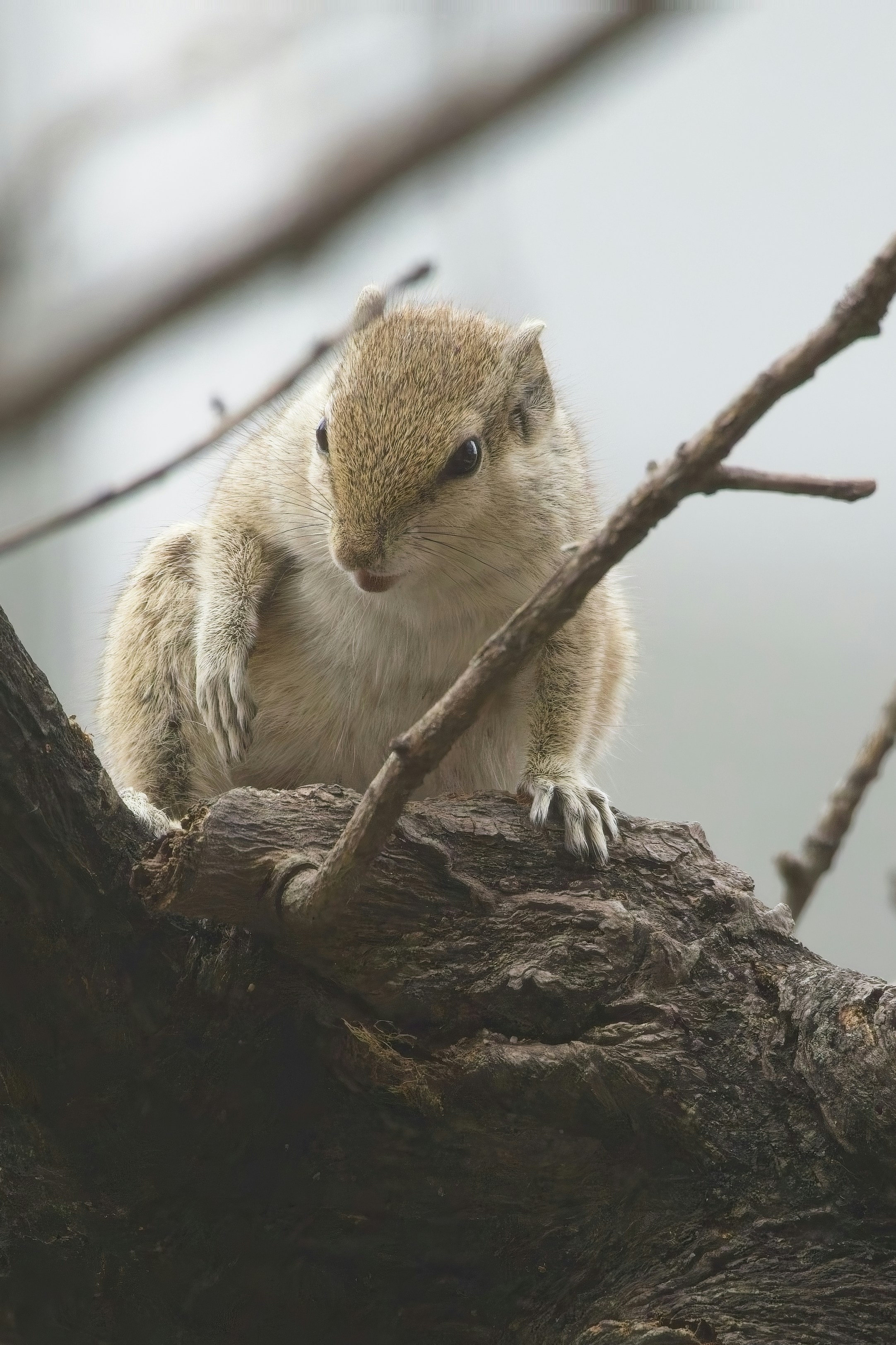 Curious Squirrel Perched on a Gnarled Branch at Dawn