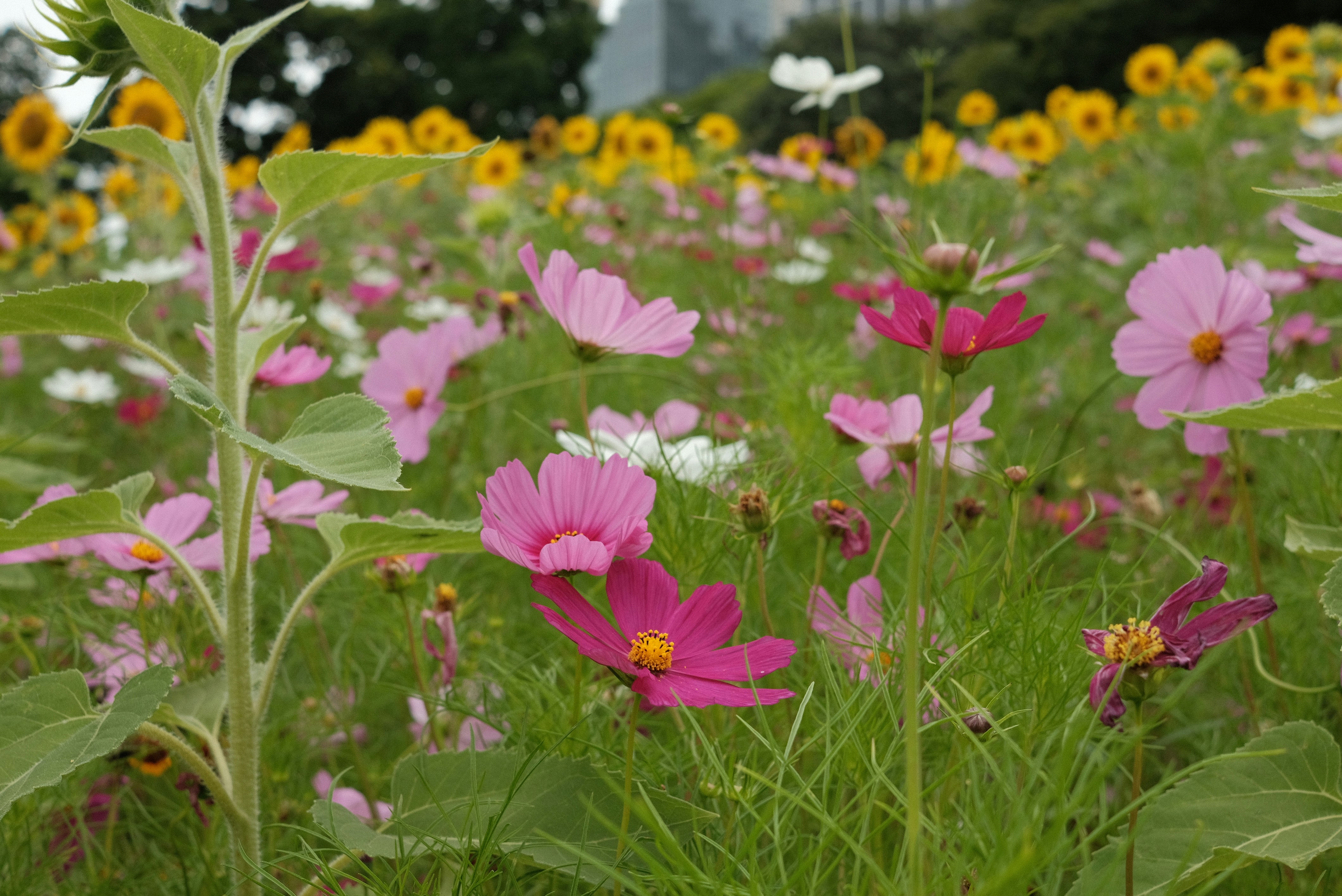 Floral Symphony in Sunlit Harmony