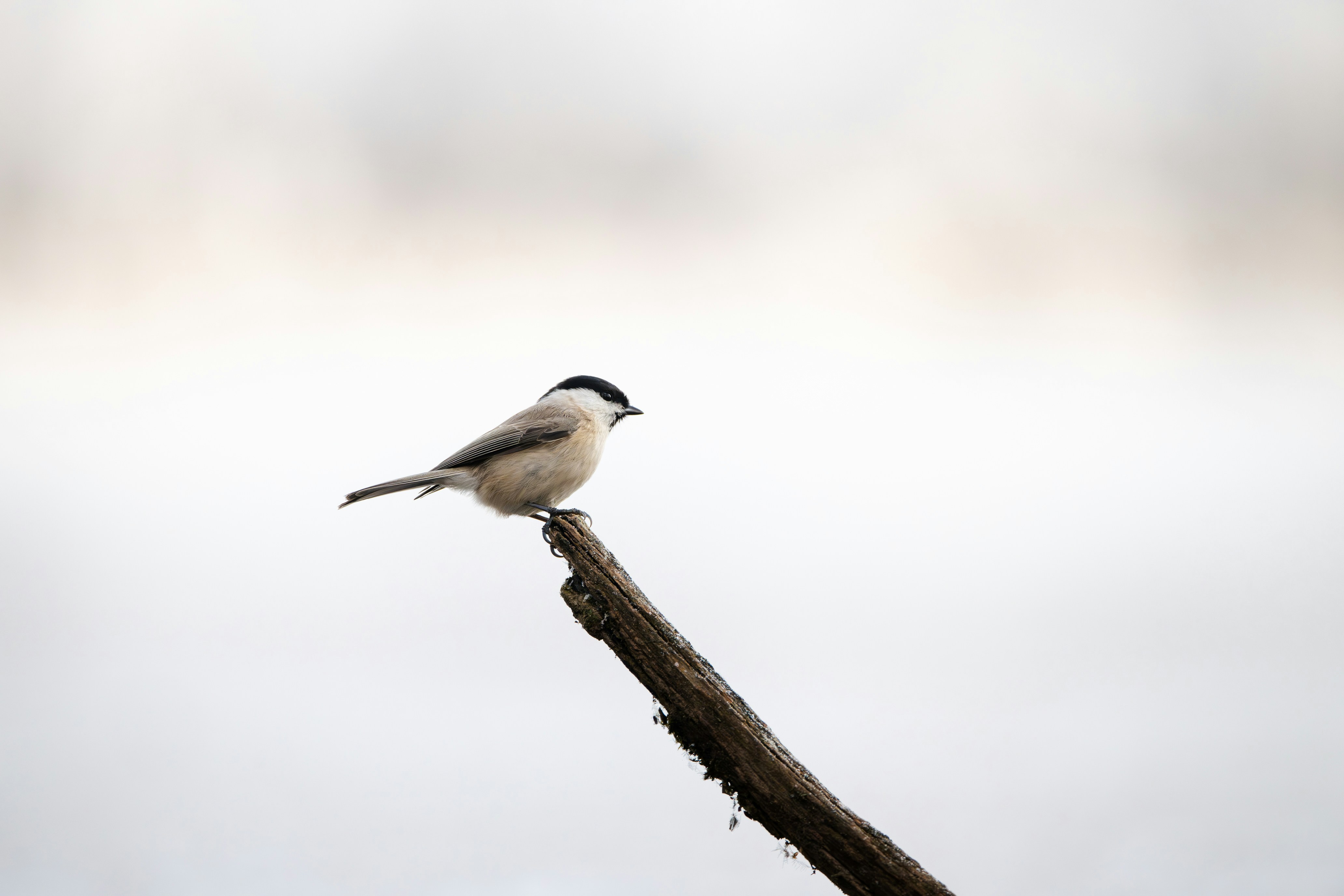 Un pequeño pájaro sentado encima de un palo de madera foto – Imagen de ...