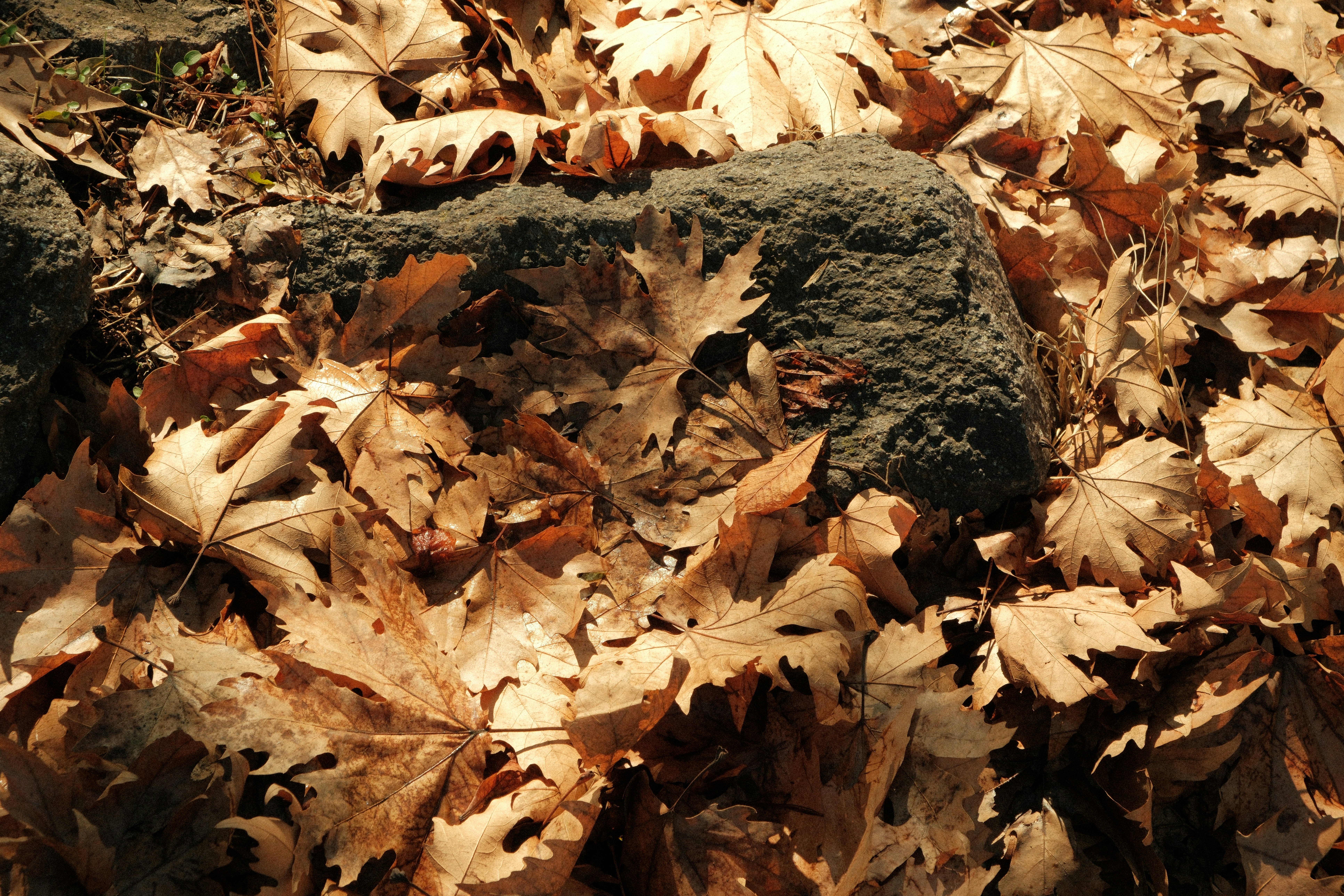 Rock at the Heart of an Autumn Leaf Mosaic