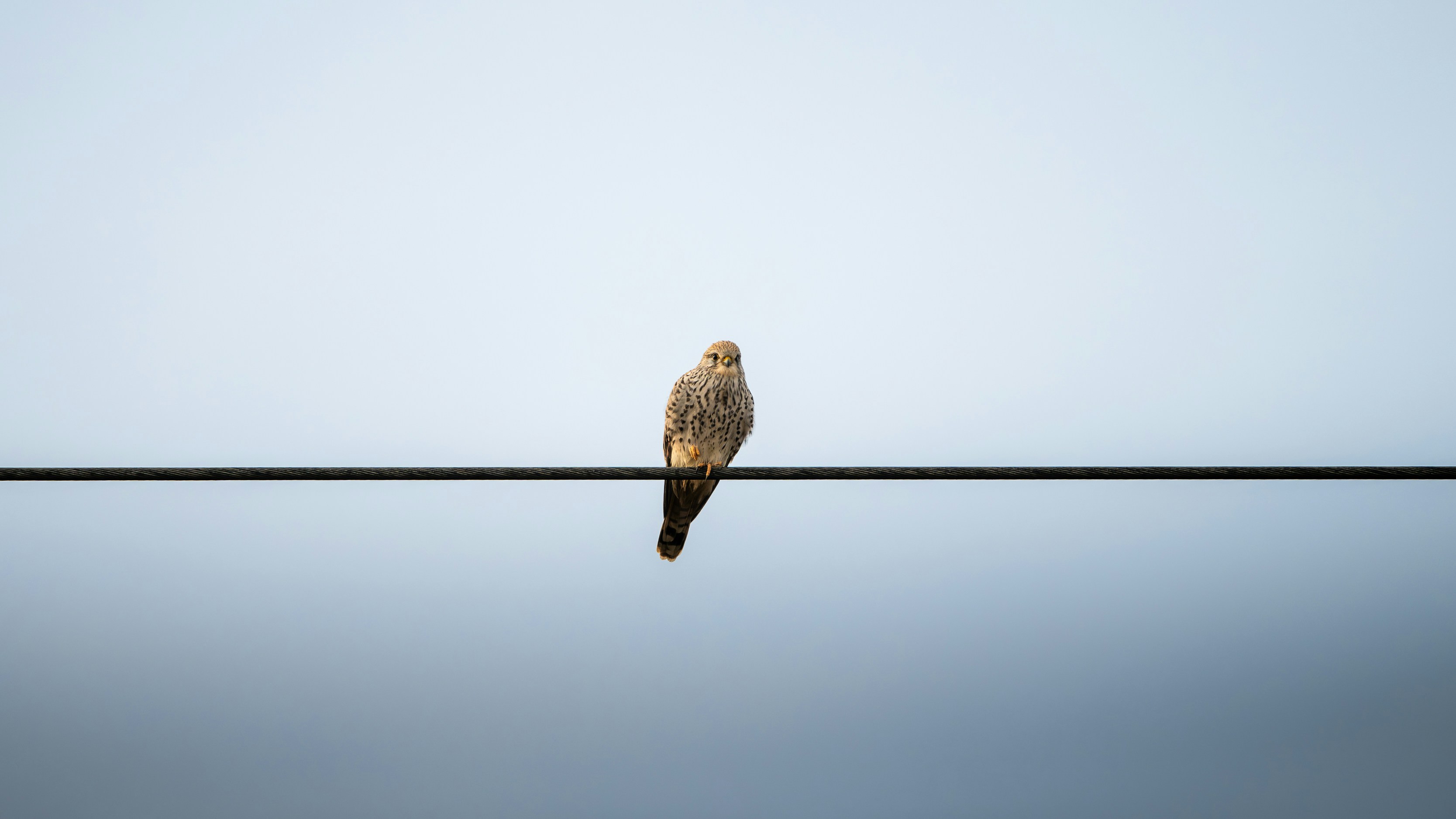 Wirebound Sentinel: a lone bird against a vast pale blue sky