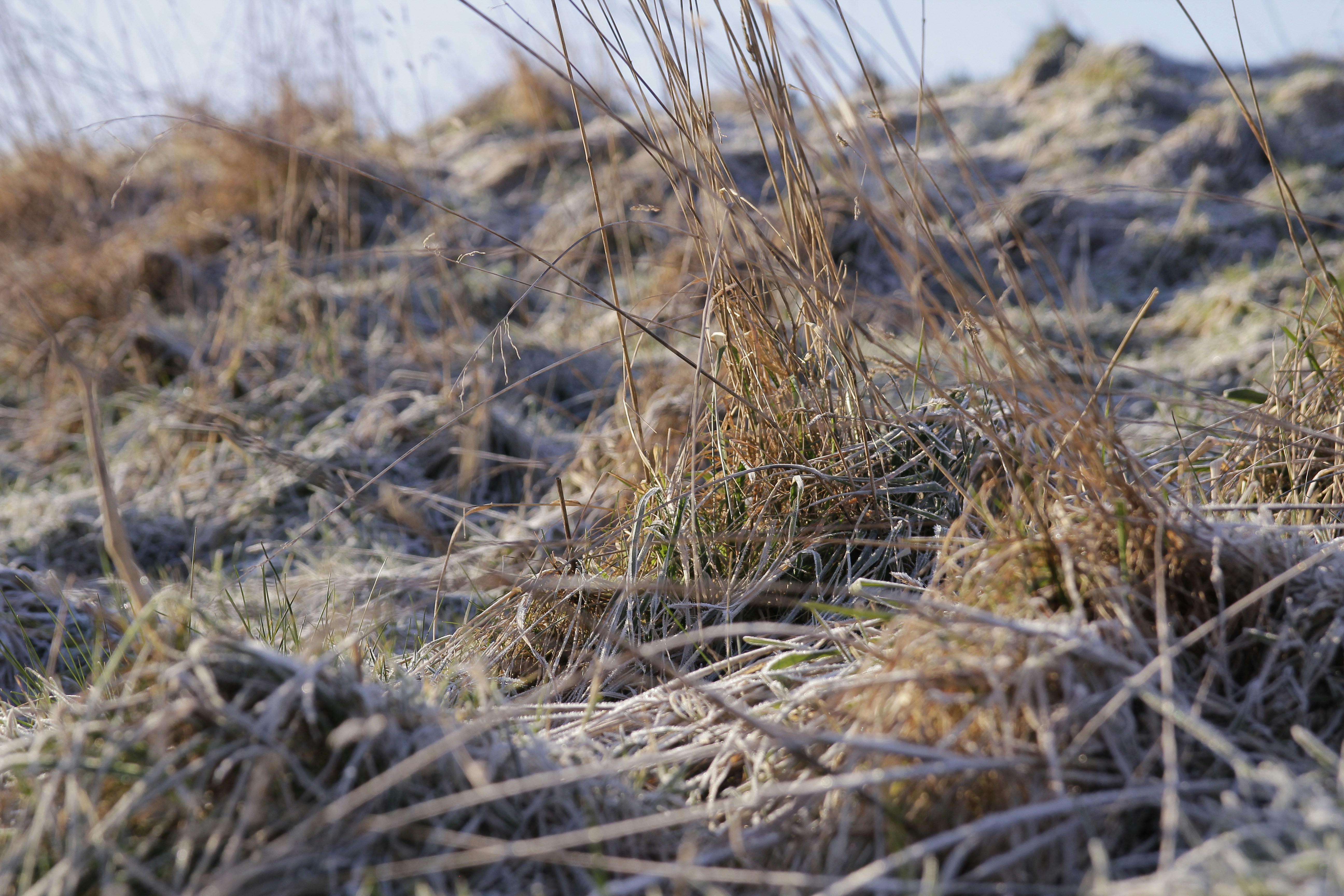 Frost-tinged Tangles: Dry Grass on a Windswept Ridge