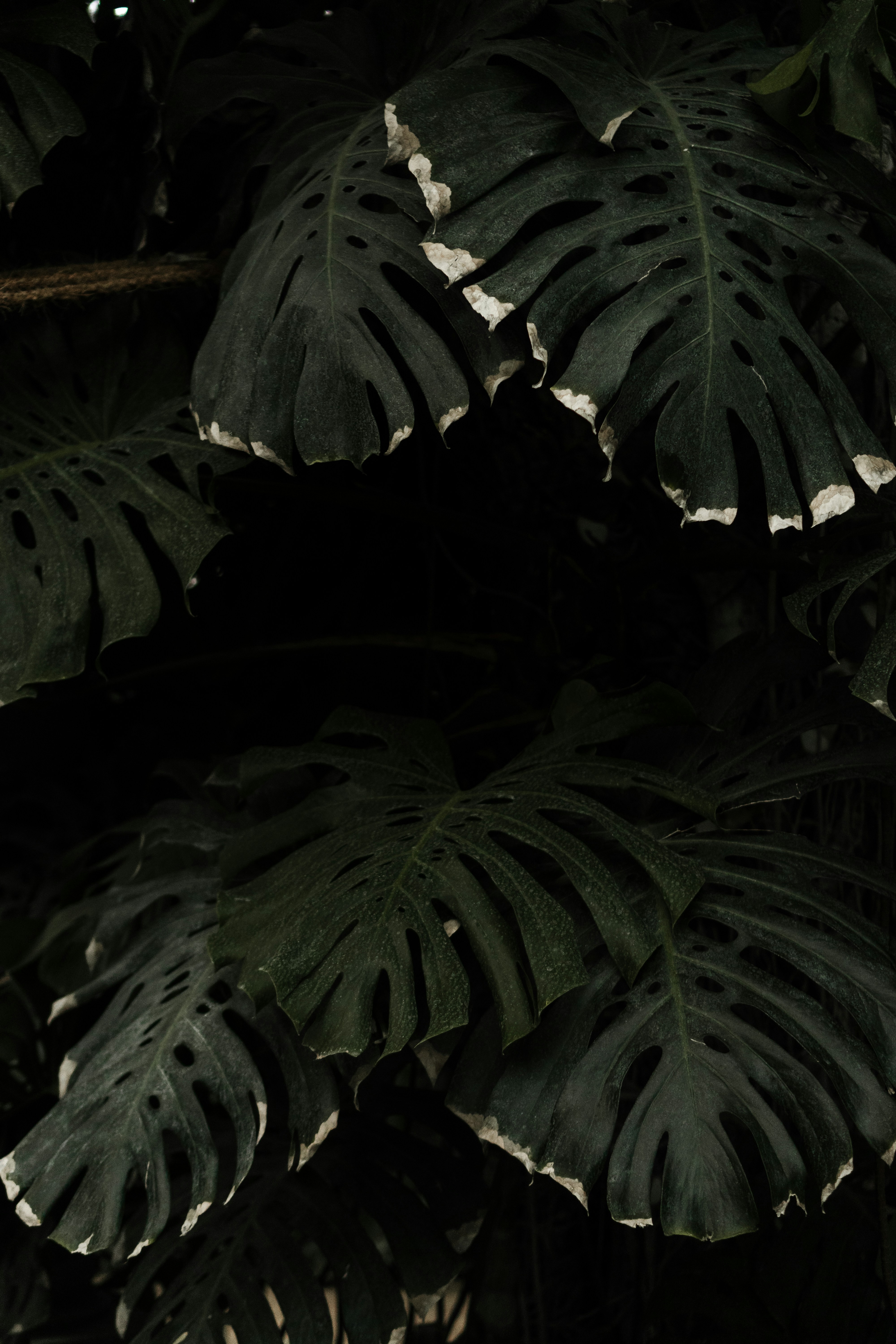 Lush dark green monstera leaves with white edges against a shadowy background.