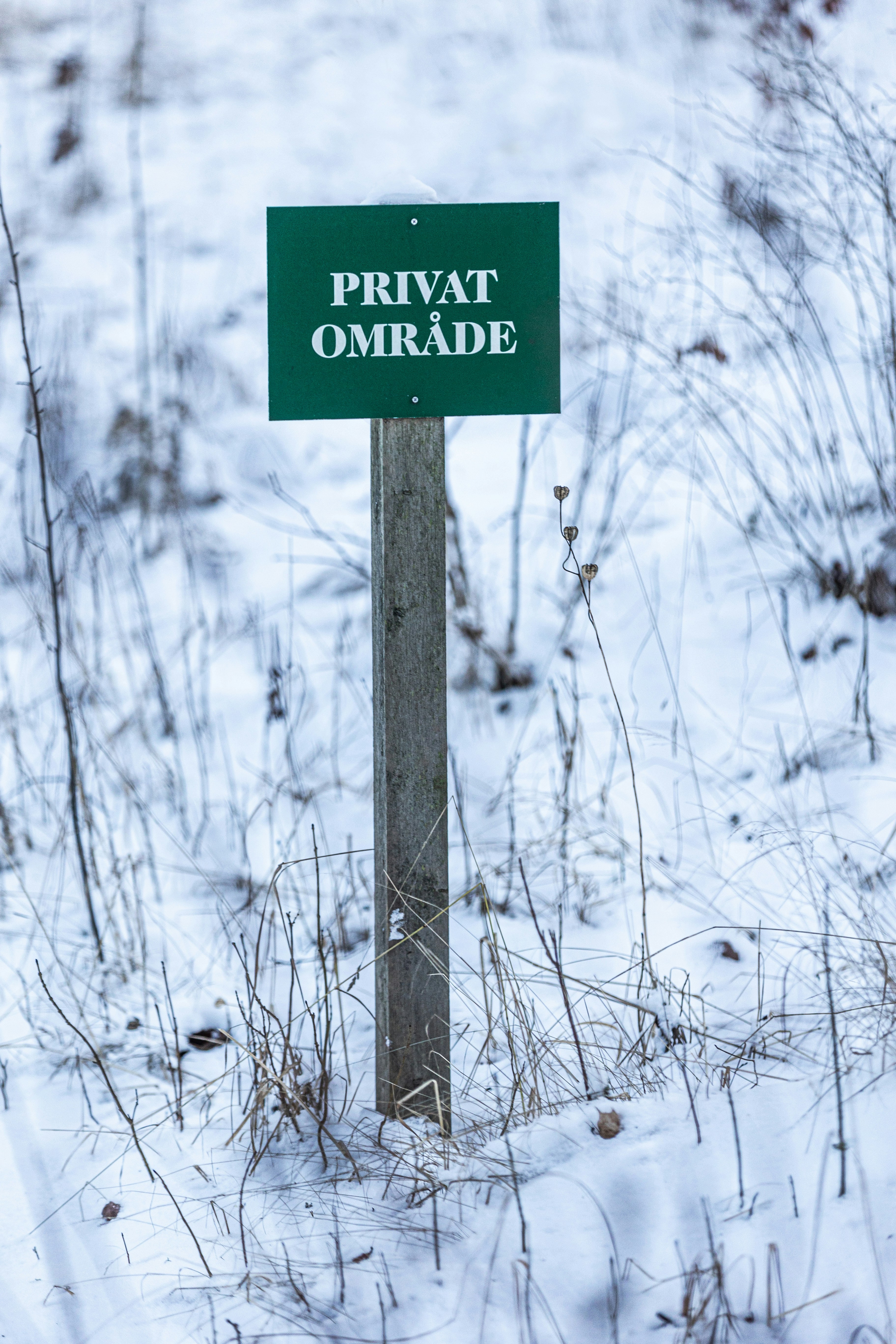 Silent Guardian of the Snowbound Land