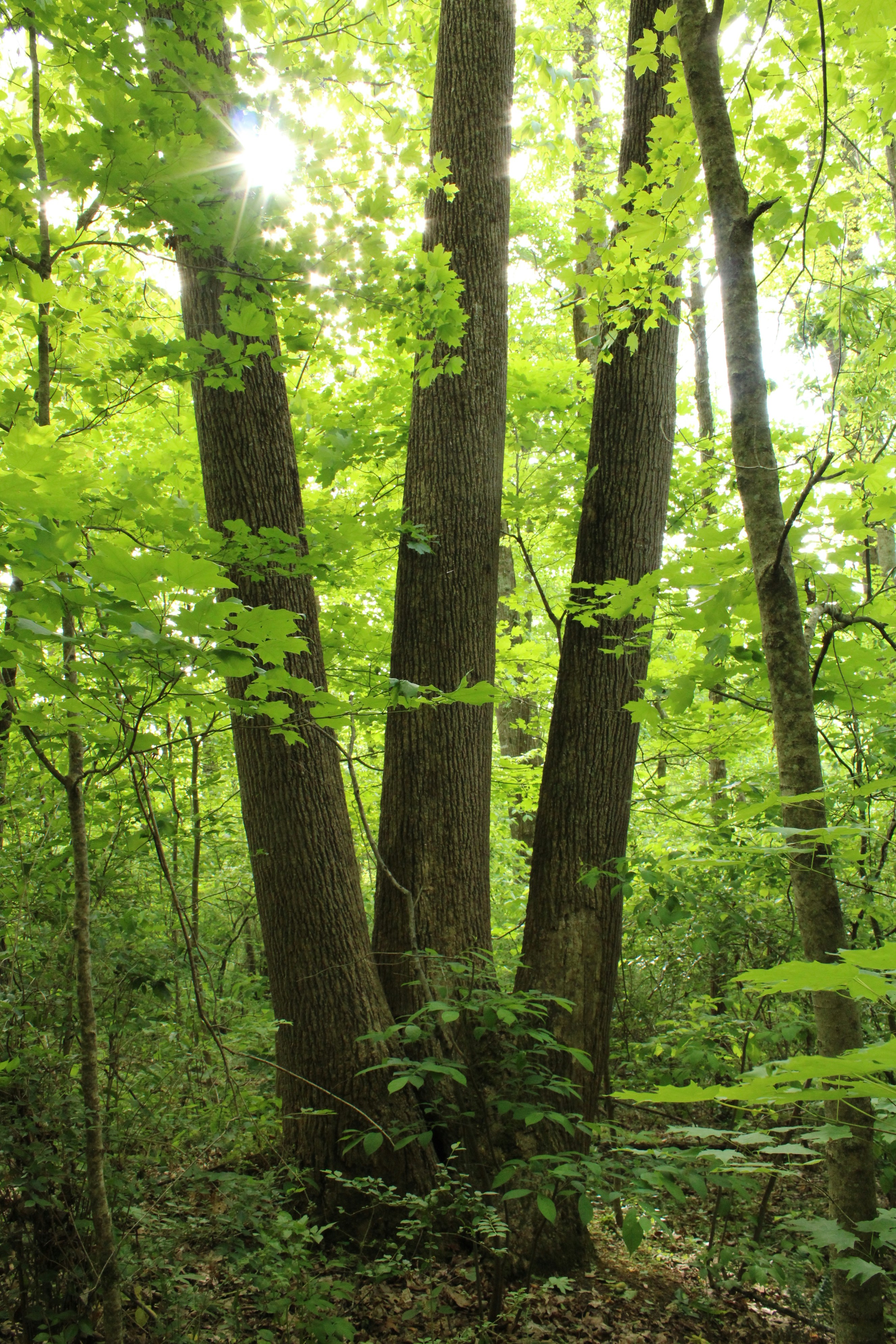 The sun shines through the trees in the forest photo – Free Forest ...
