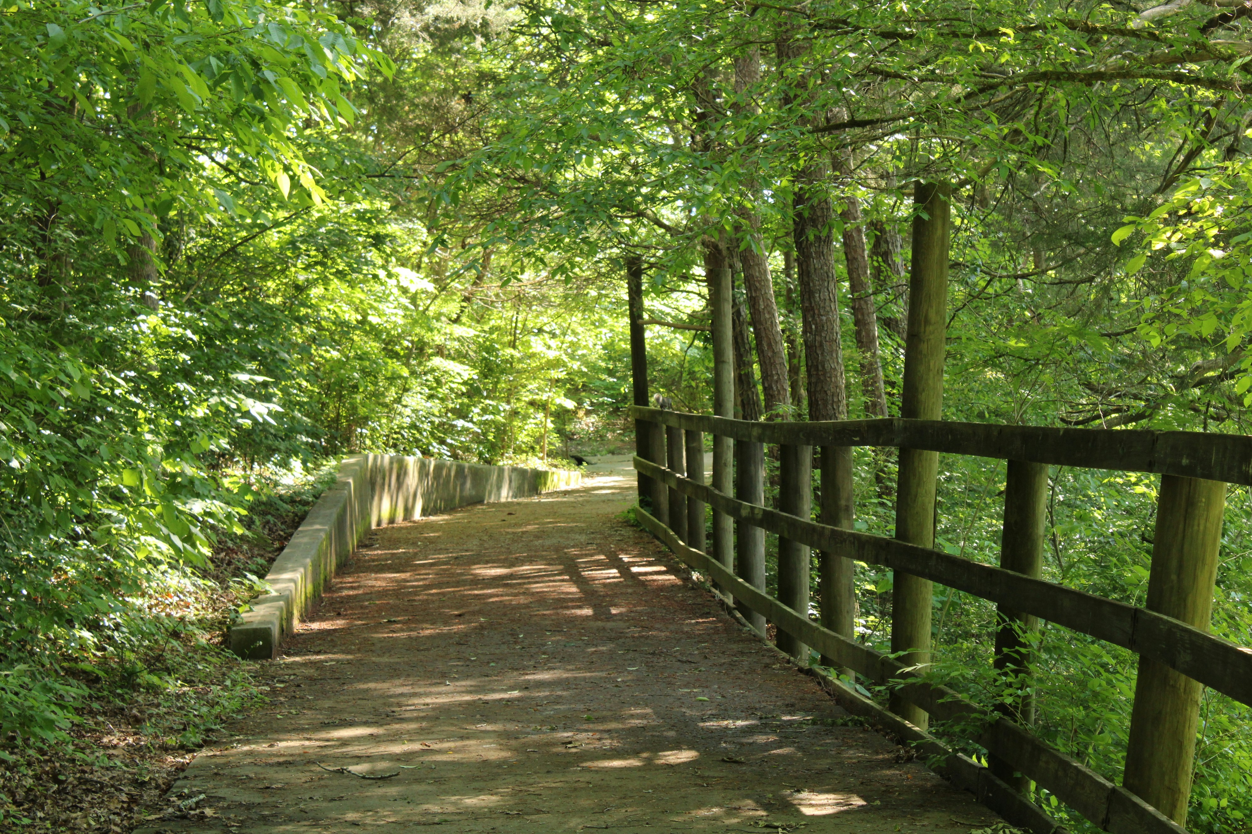 A wooden walkway in the middle of a forest photo – Free Nature Image on ...