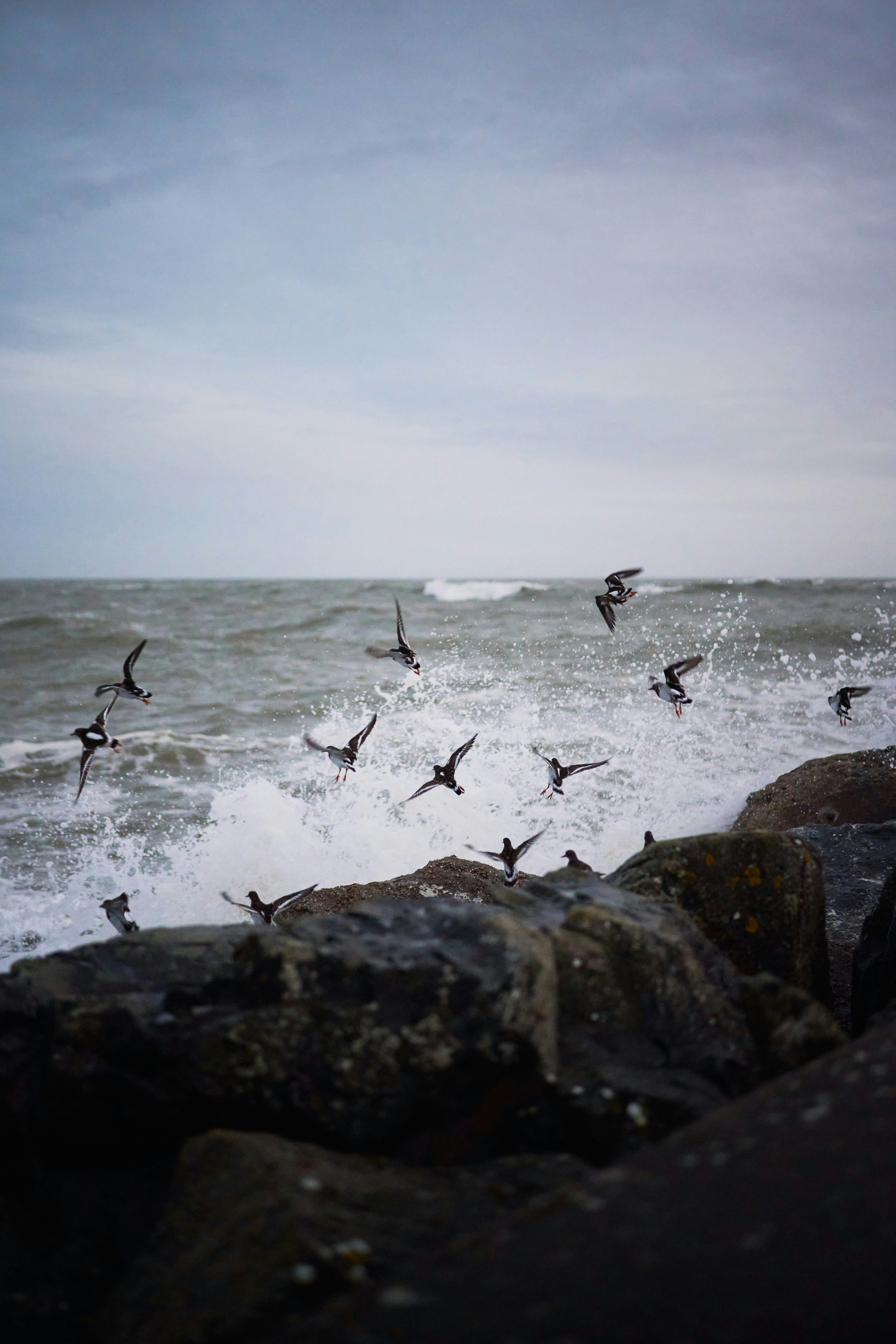 Tumblr Backgrounds Birds