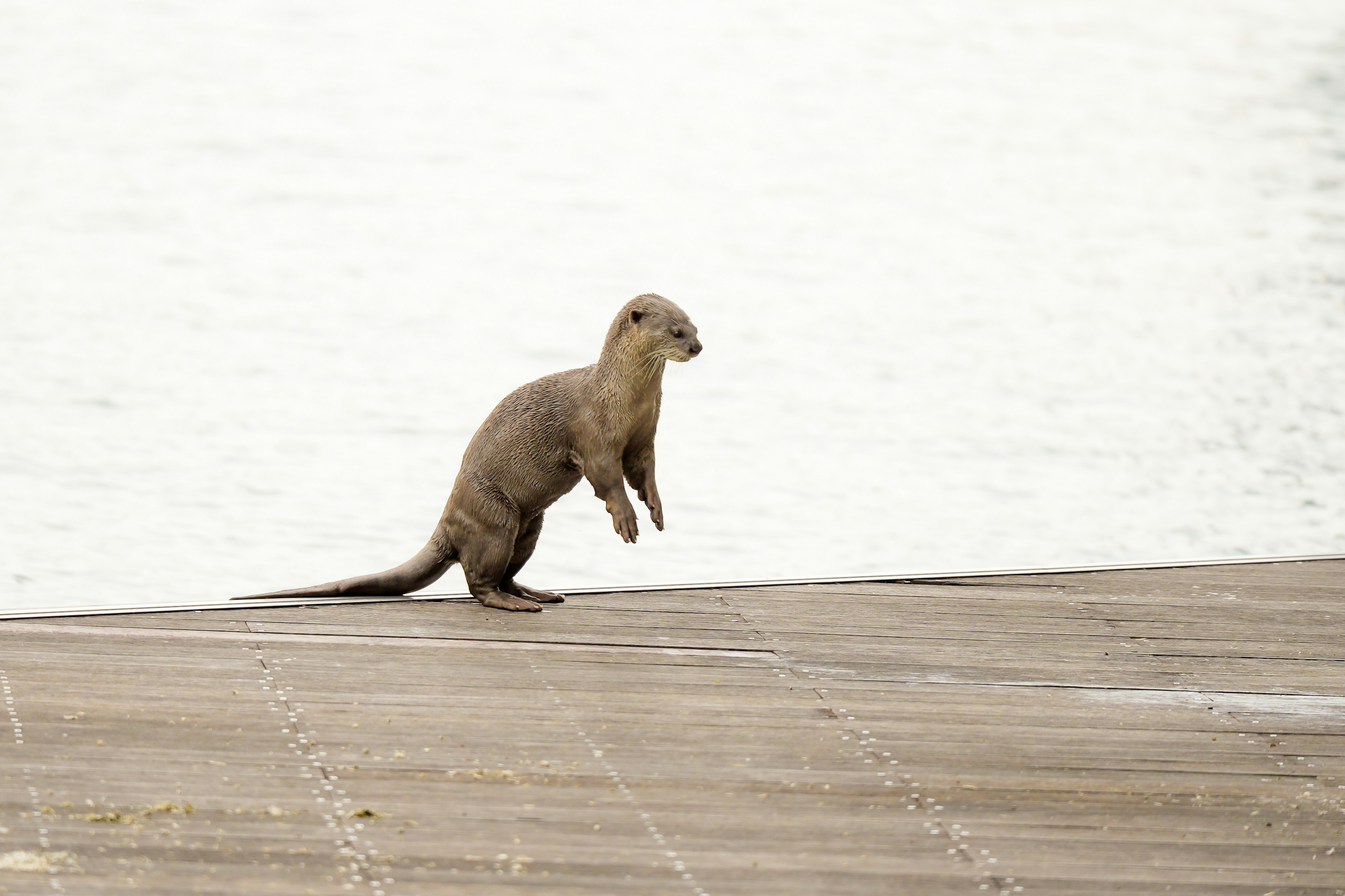 Dockside Sentinel: A Young Otter Perches on the Pier