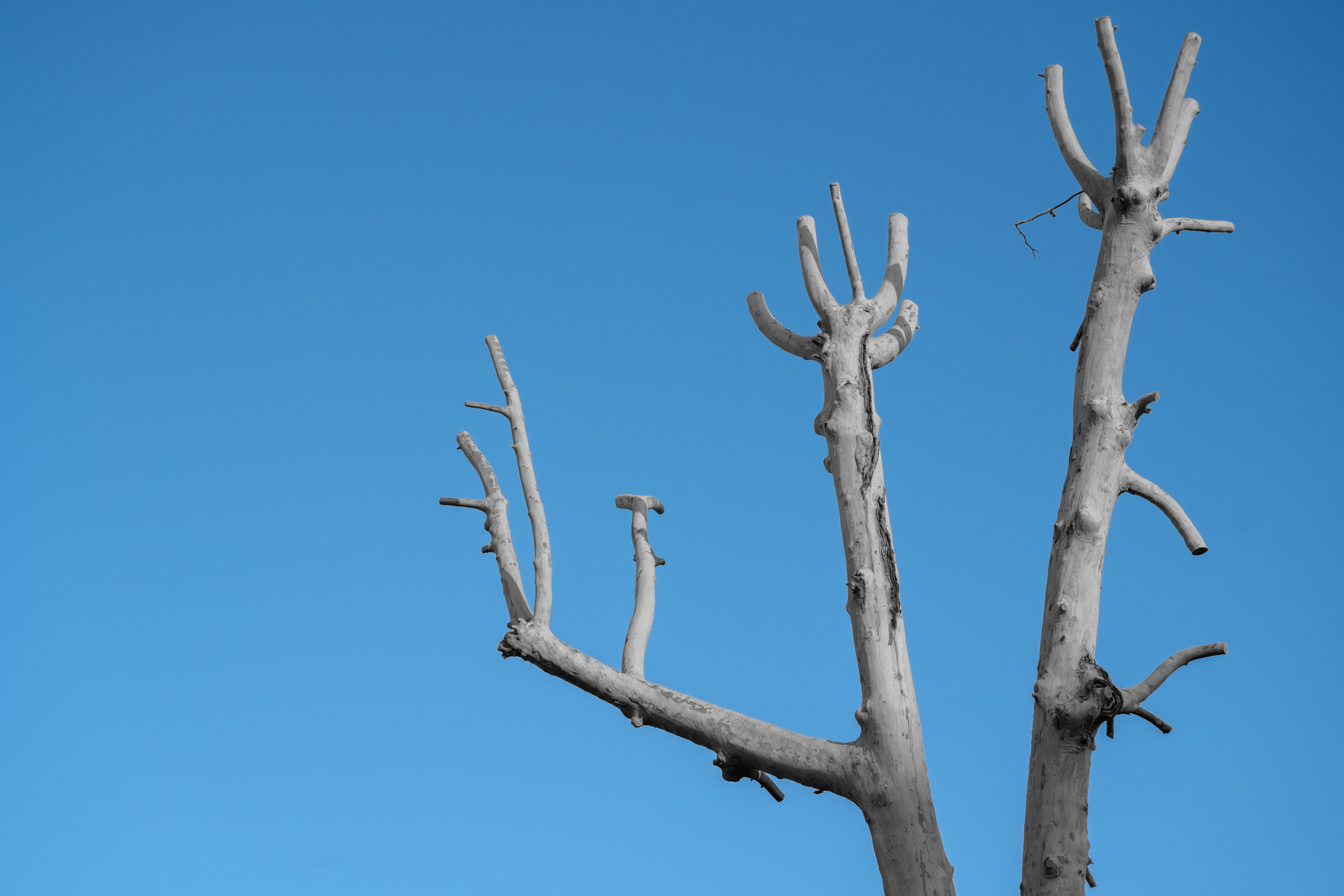 Barren tree branches reaching skyward against a clear blue backdrop.