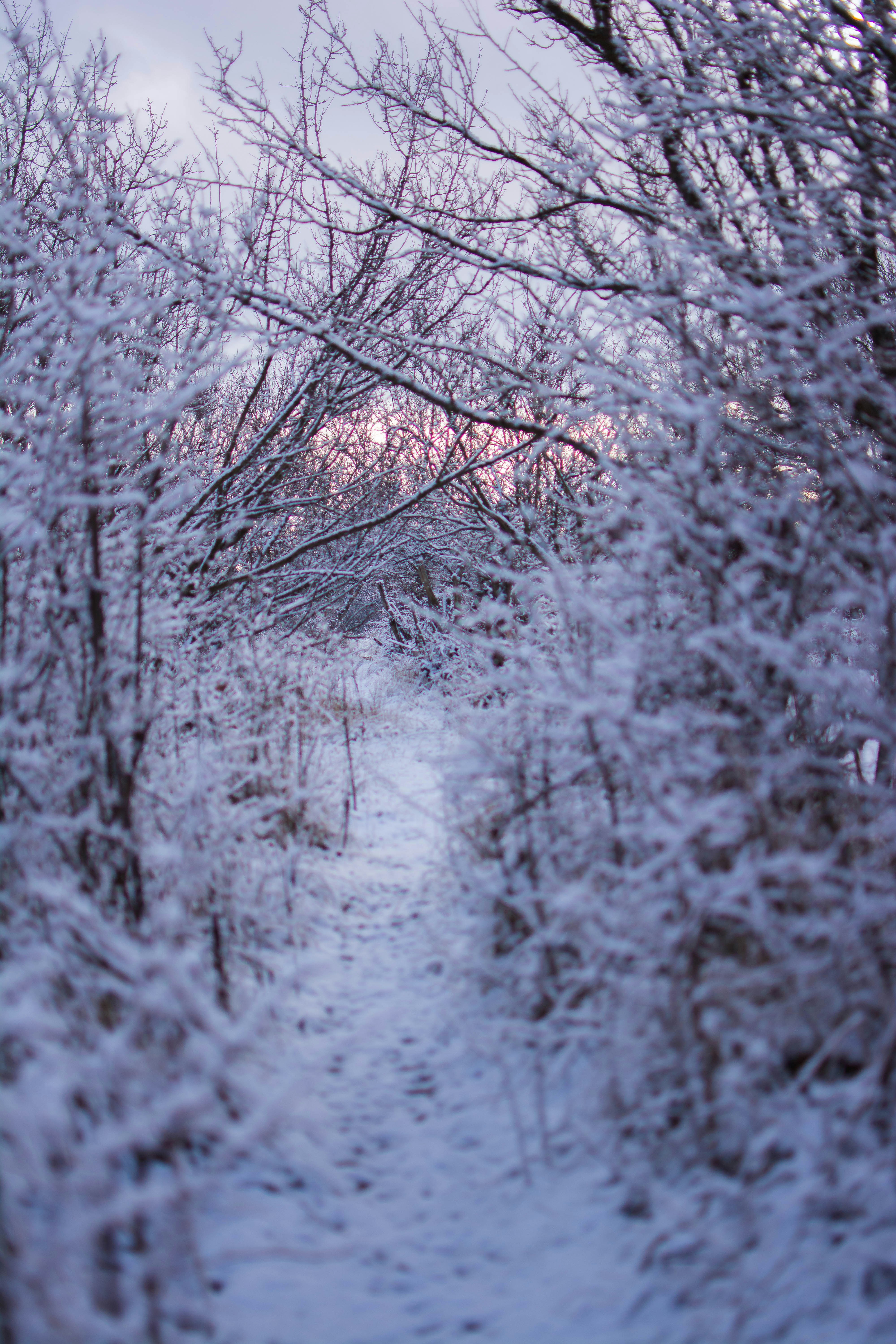 A snow covered path in a wooded area photo – Free Nature Image on Unsplash