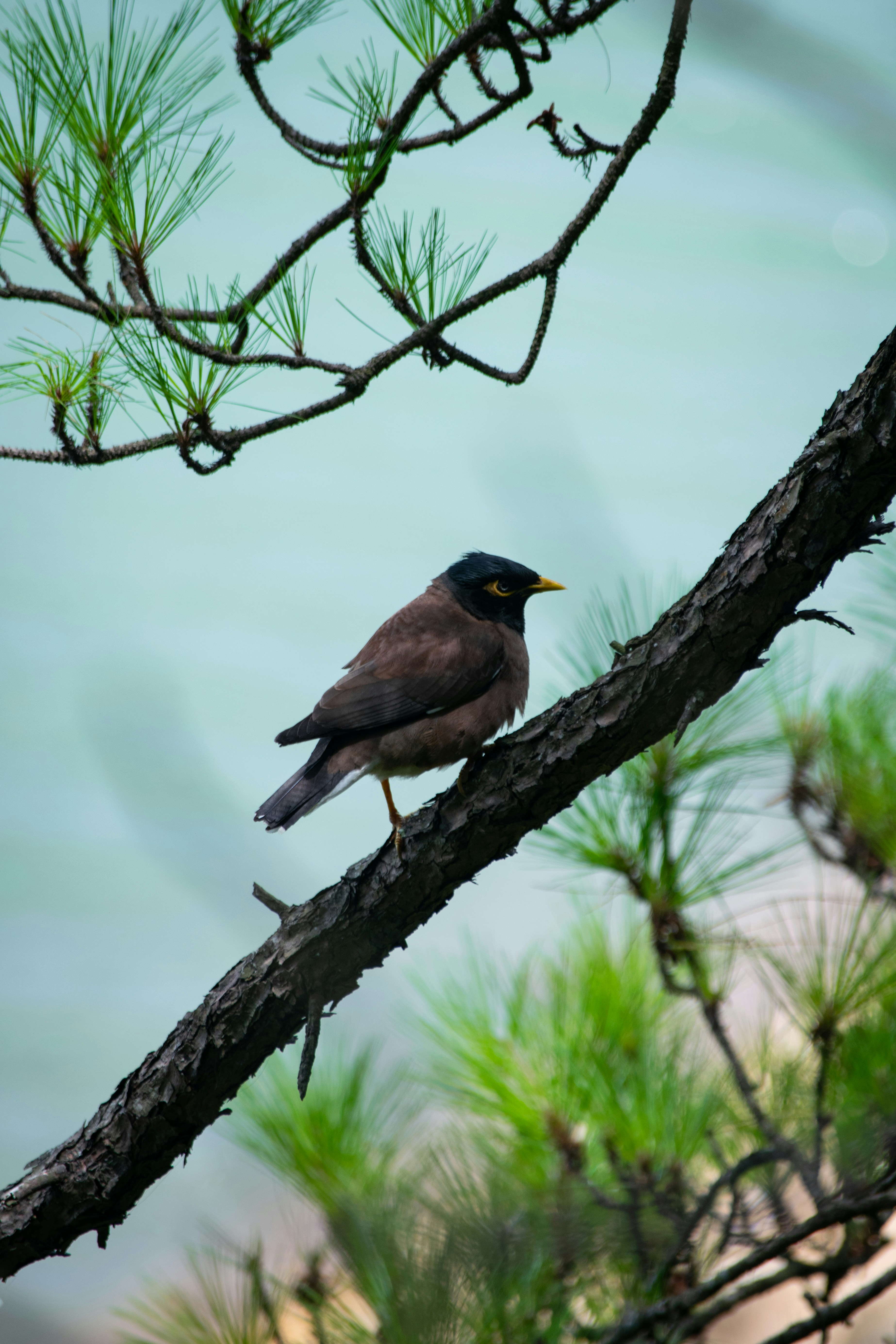 Perched on a Pine Diagonal: A Brown Bird Against Turquoise Water