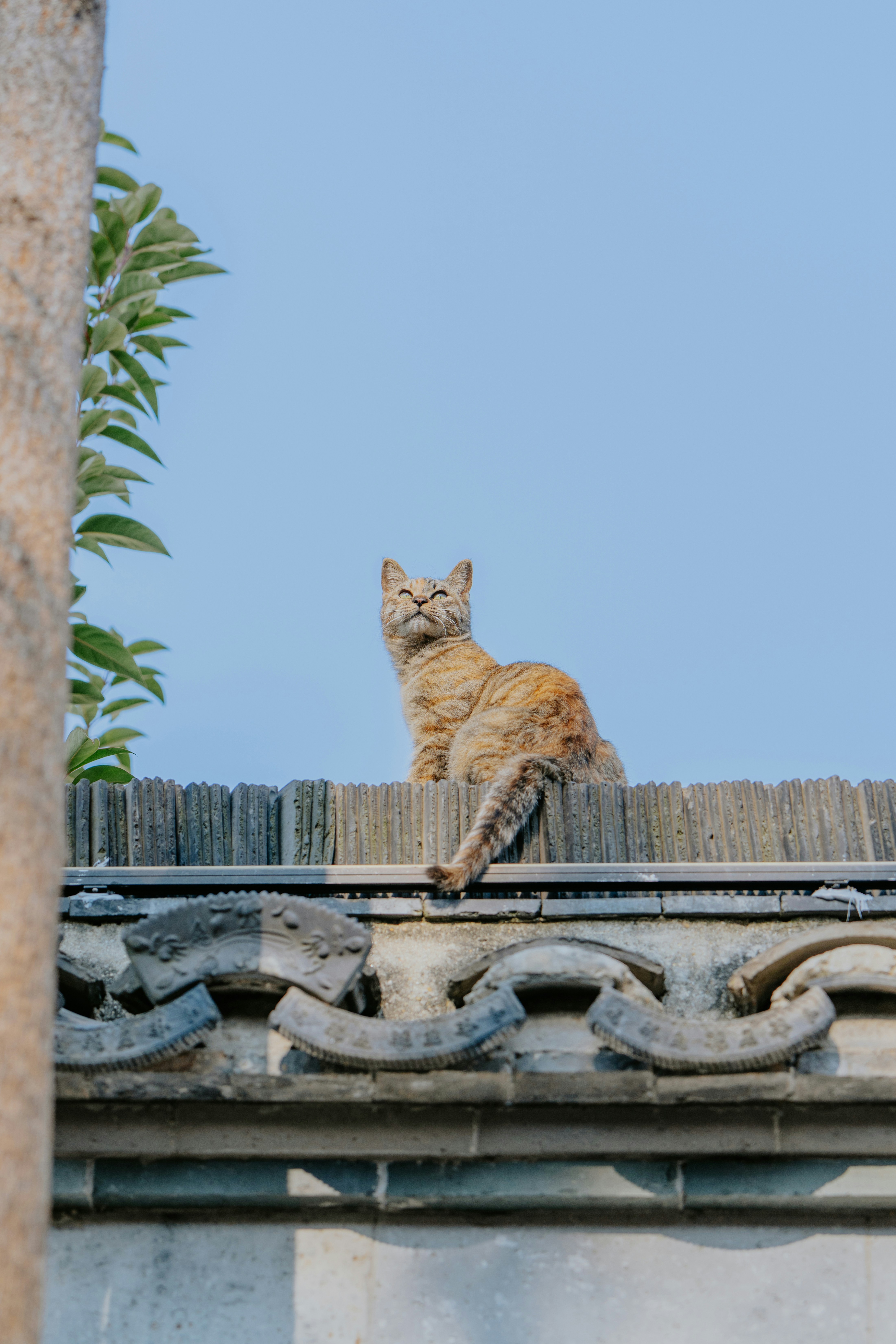 Sunny Rooftop Vigil: A Ginger Cat Observes from the Tile Crest