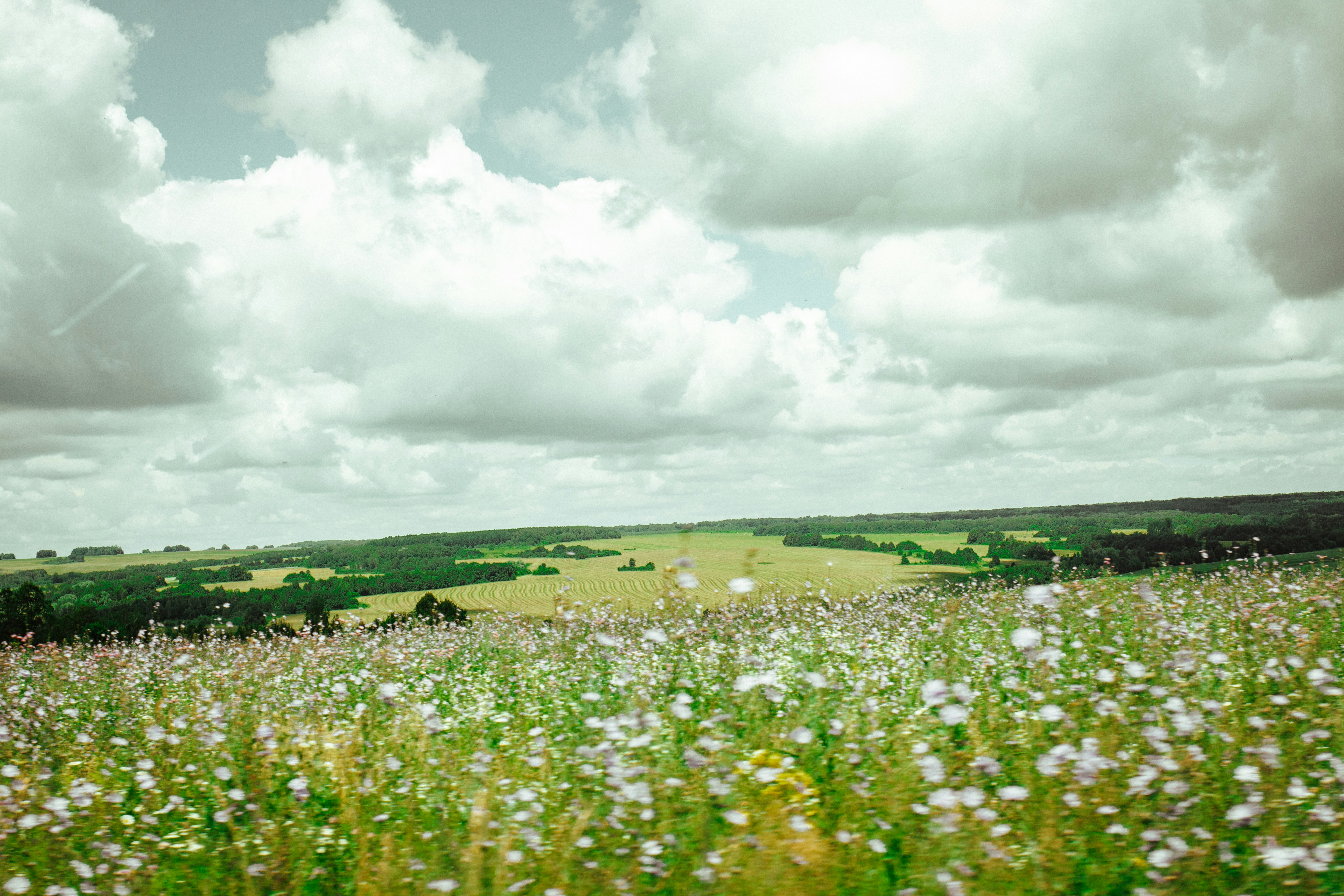 Ribbon of Bloom: A Wide-Field Meadow Under Expansive Clouds