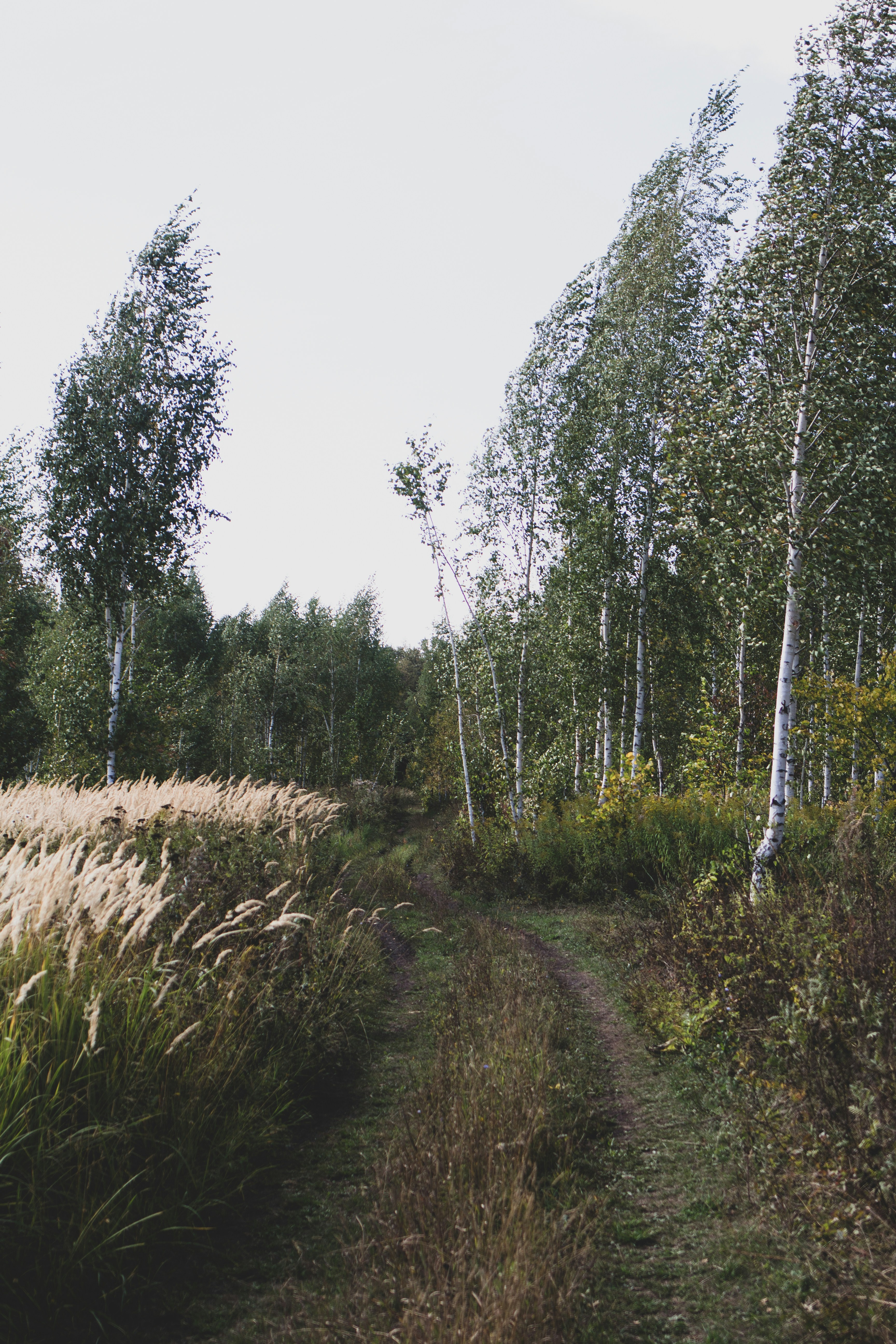 Path Through Whispering Willows
