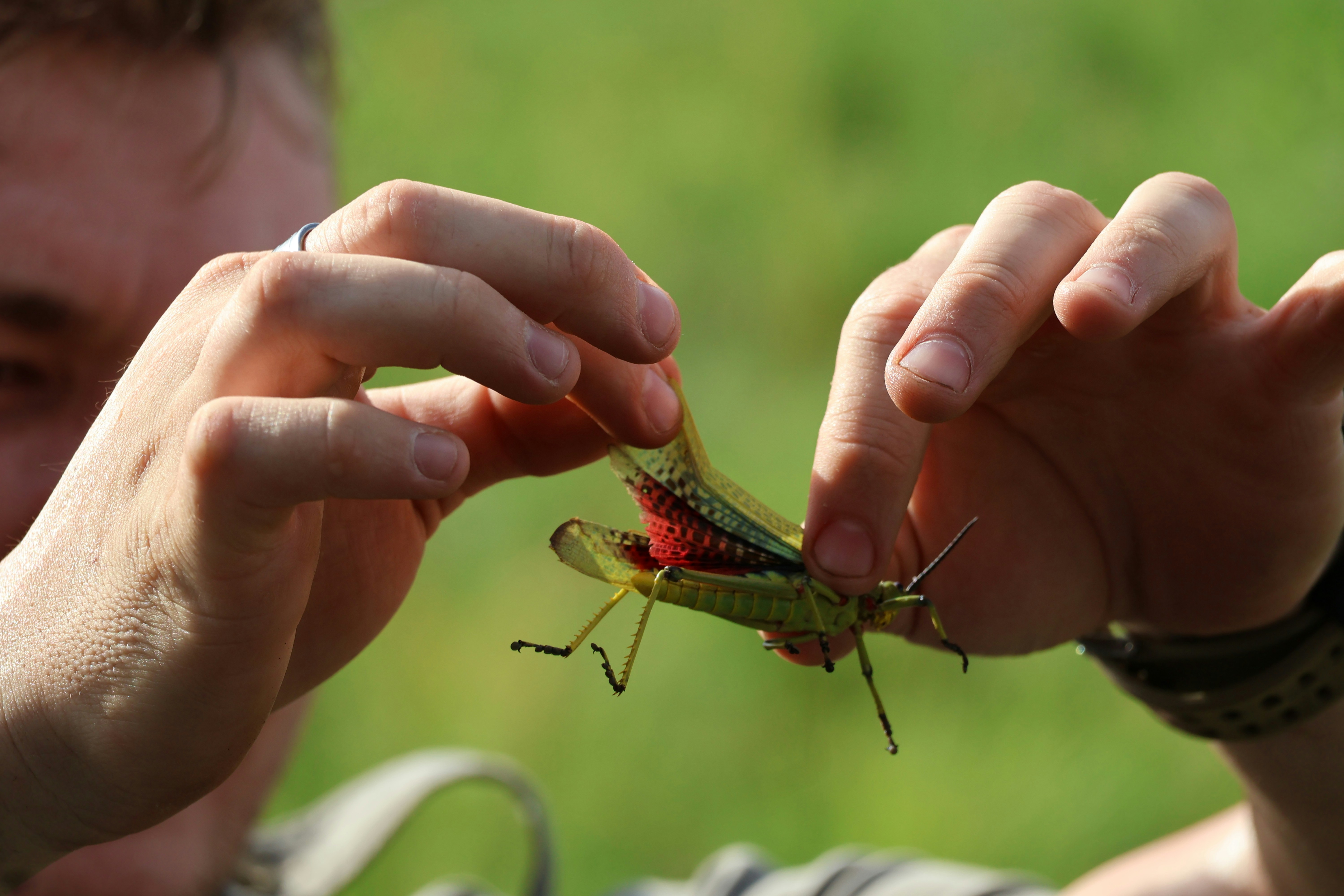 A close up of a person holding a grasshopper photo – Free Human Image ...