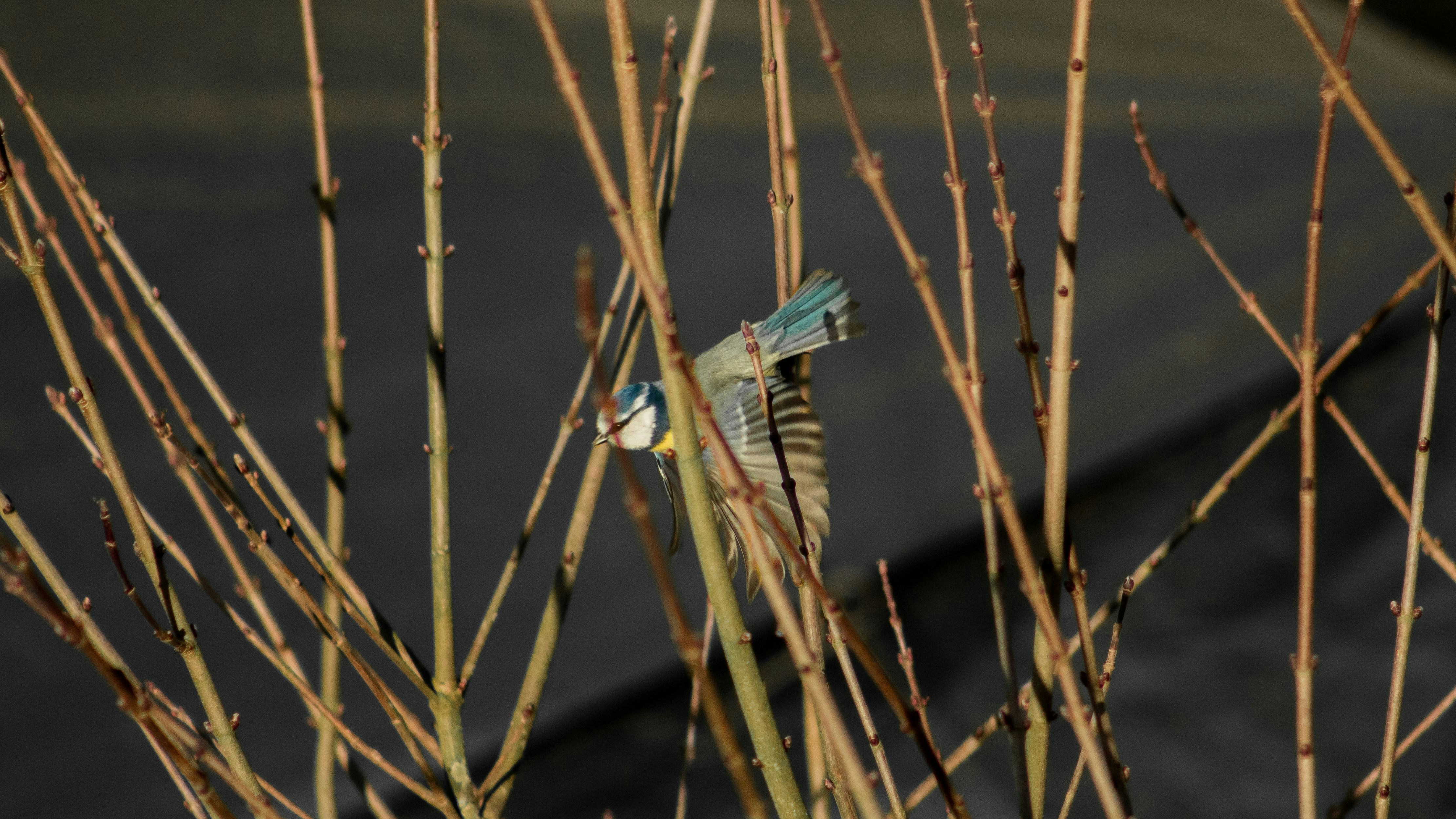 A blue bird flying over a tree branch photo – Free Bird Image on Unsplash