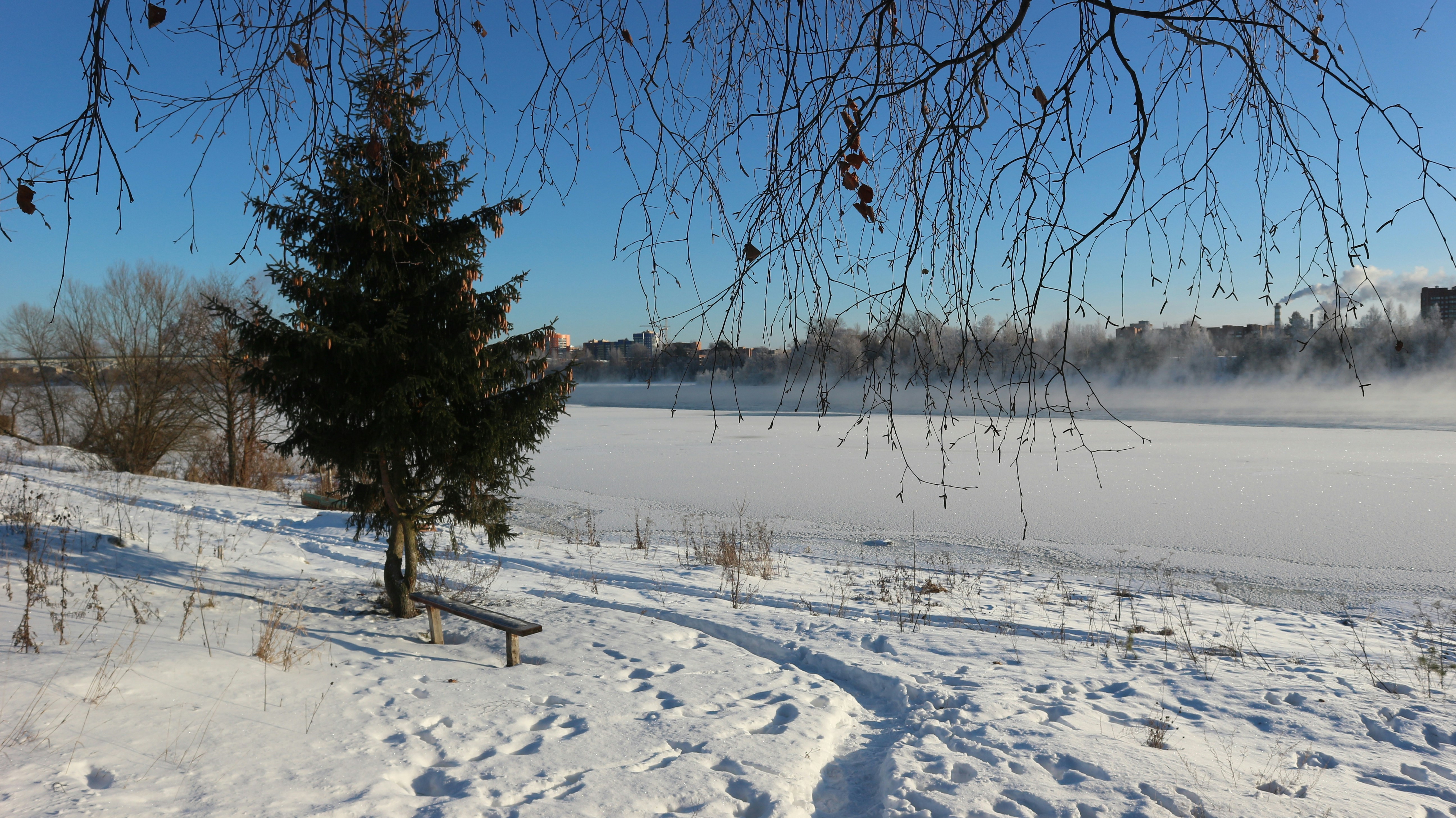 Lone Pine on a Frosted Shore as Mist Clings to a Quiet Lake