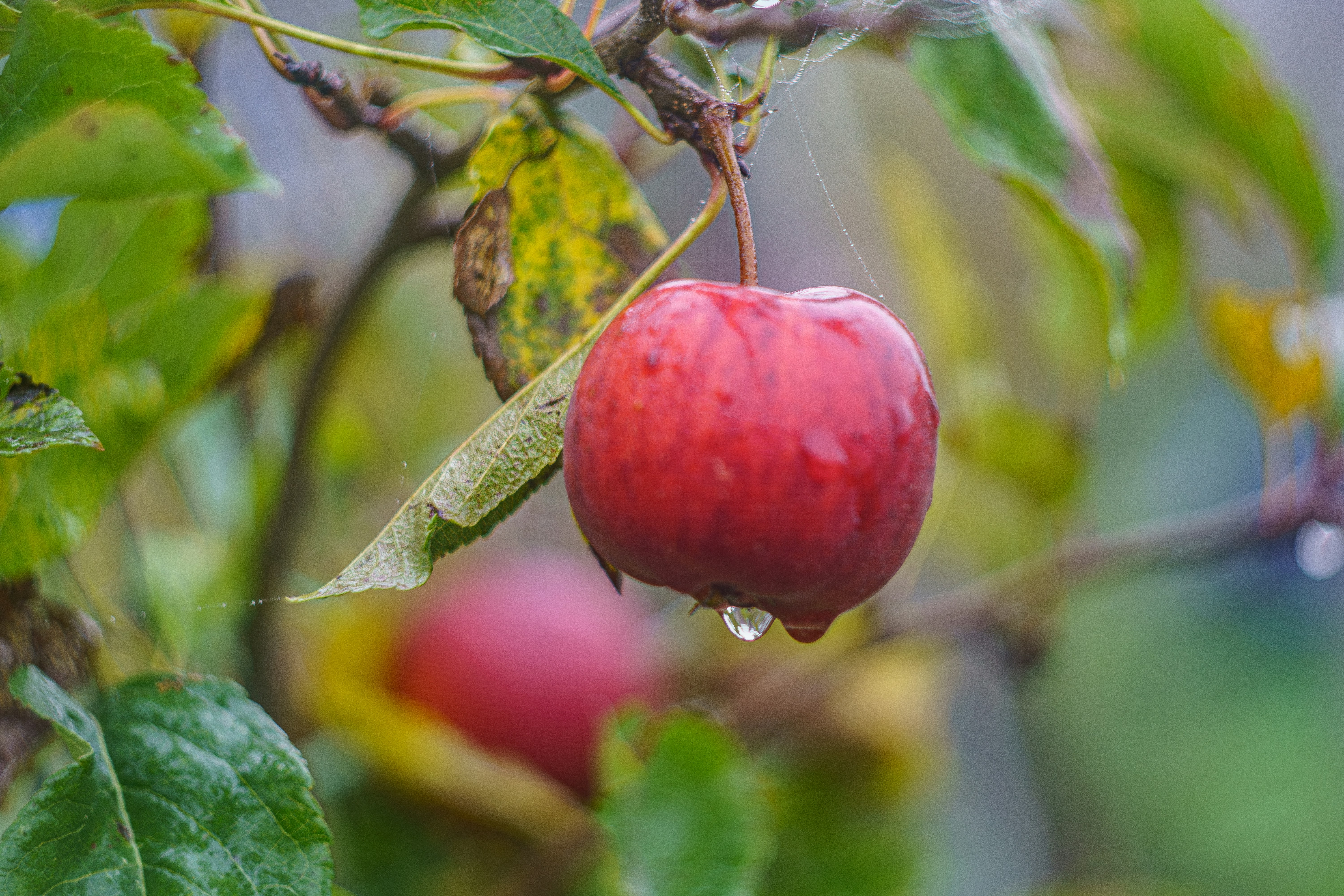 A red apple hanging from a tree branch photo – Free Leeds Image on Unsplash