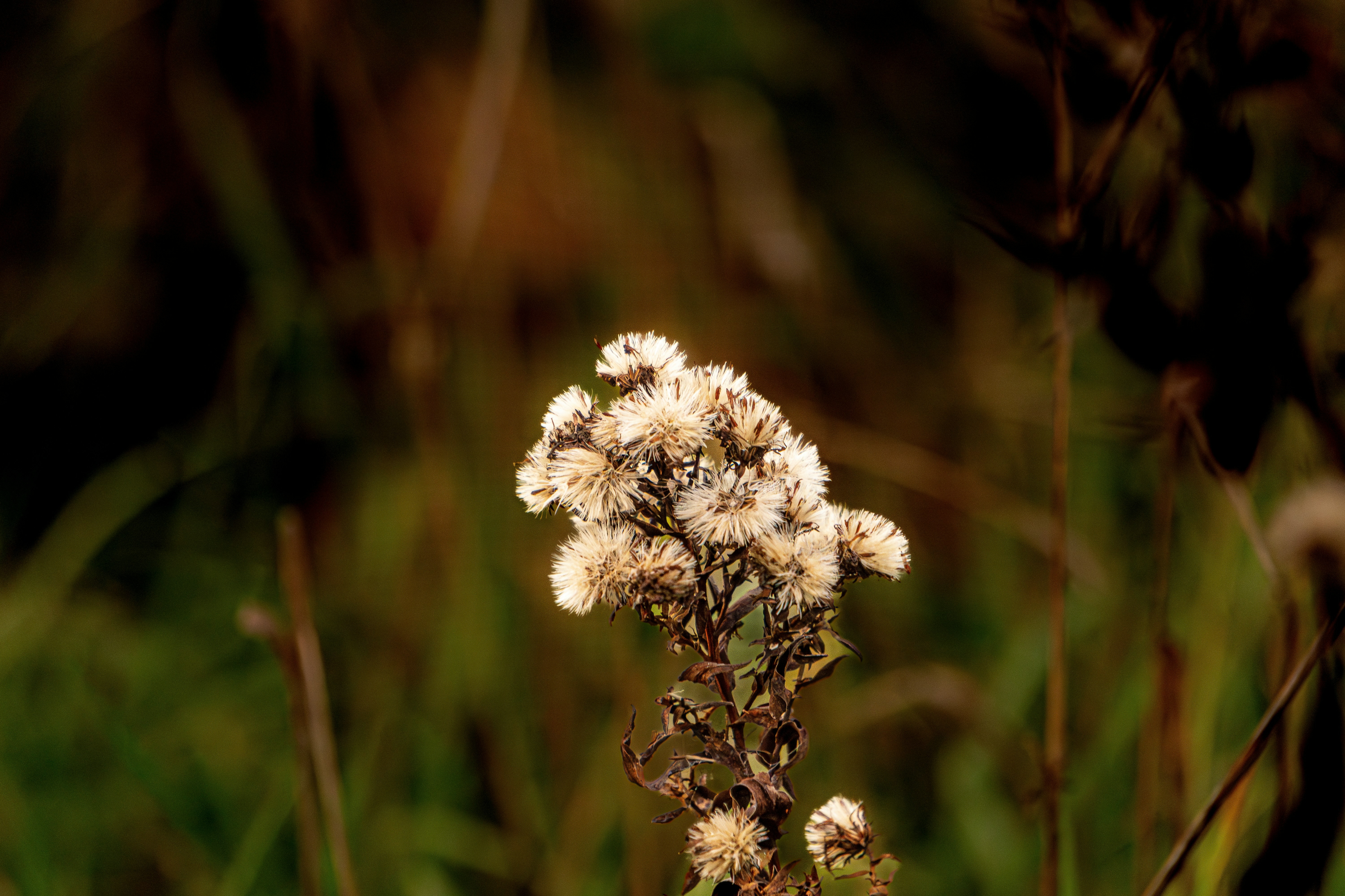A close up of a flower in a field photo – Free Leeds Image on Unsplash