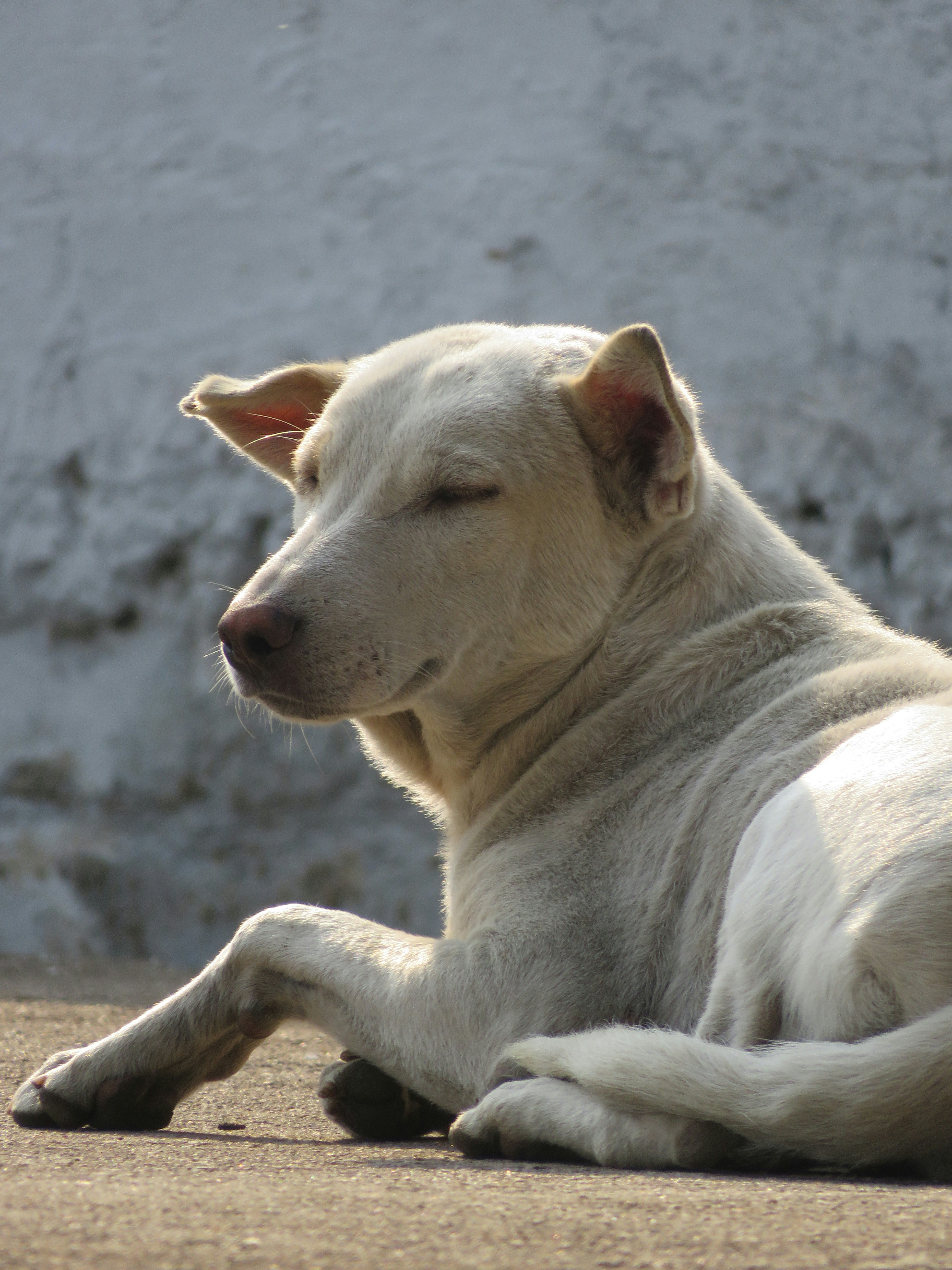 Dawn-Tinted Repose: a pale dog lounging by sunlit pavement