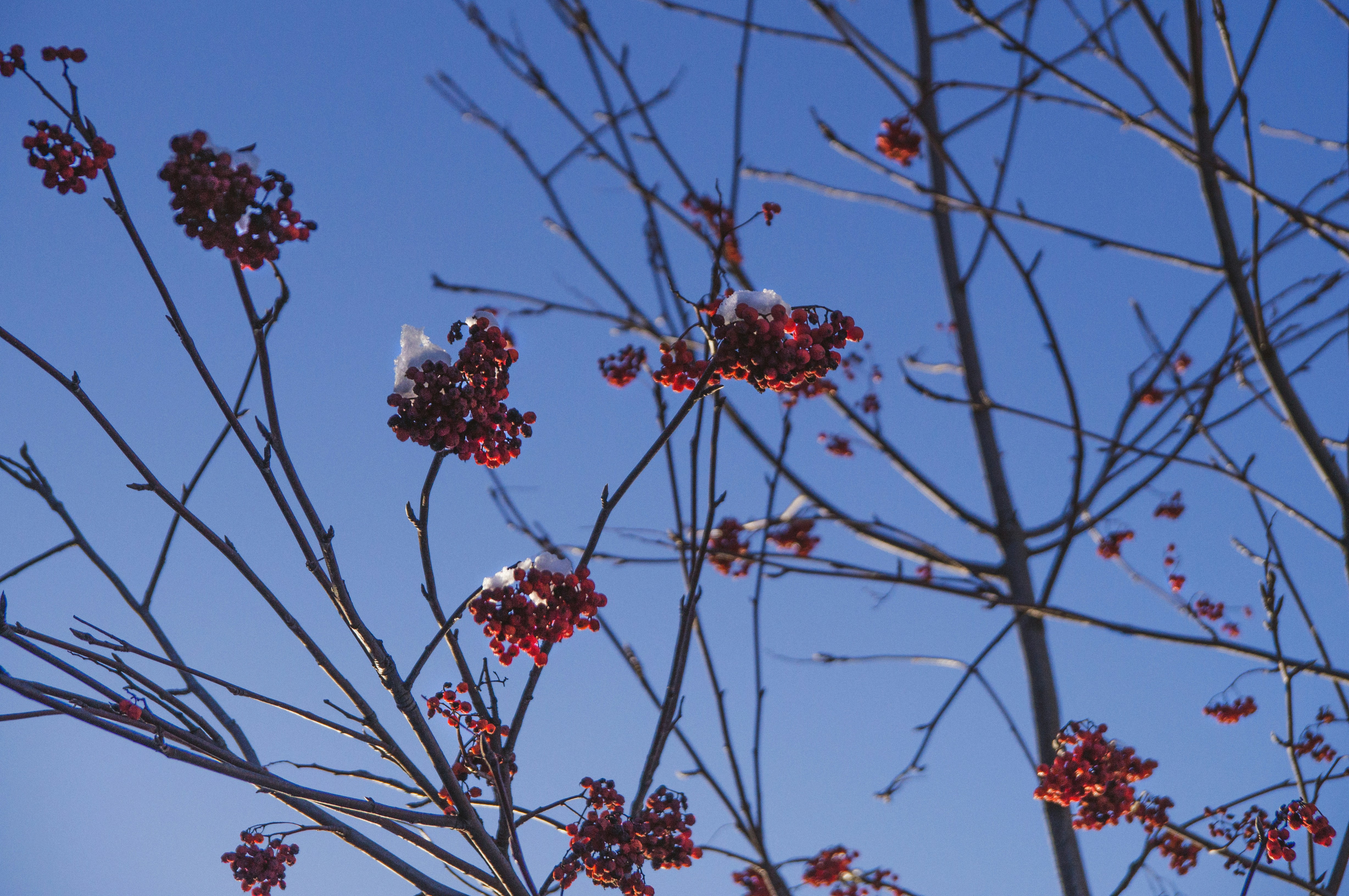 A close up of a tree with red berries on it