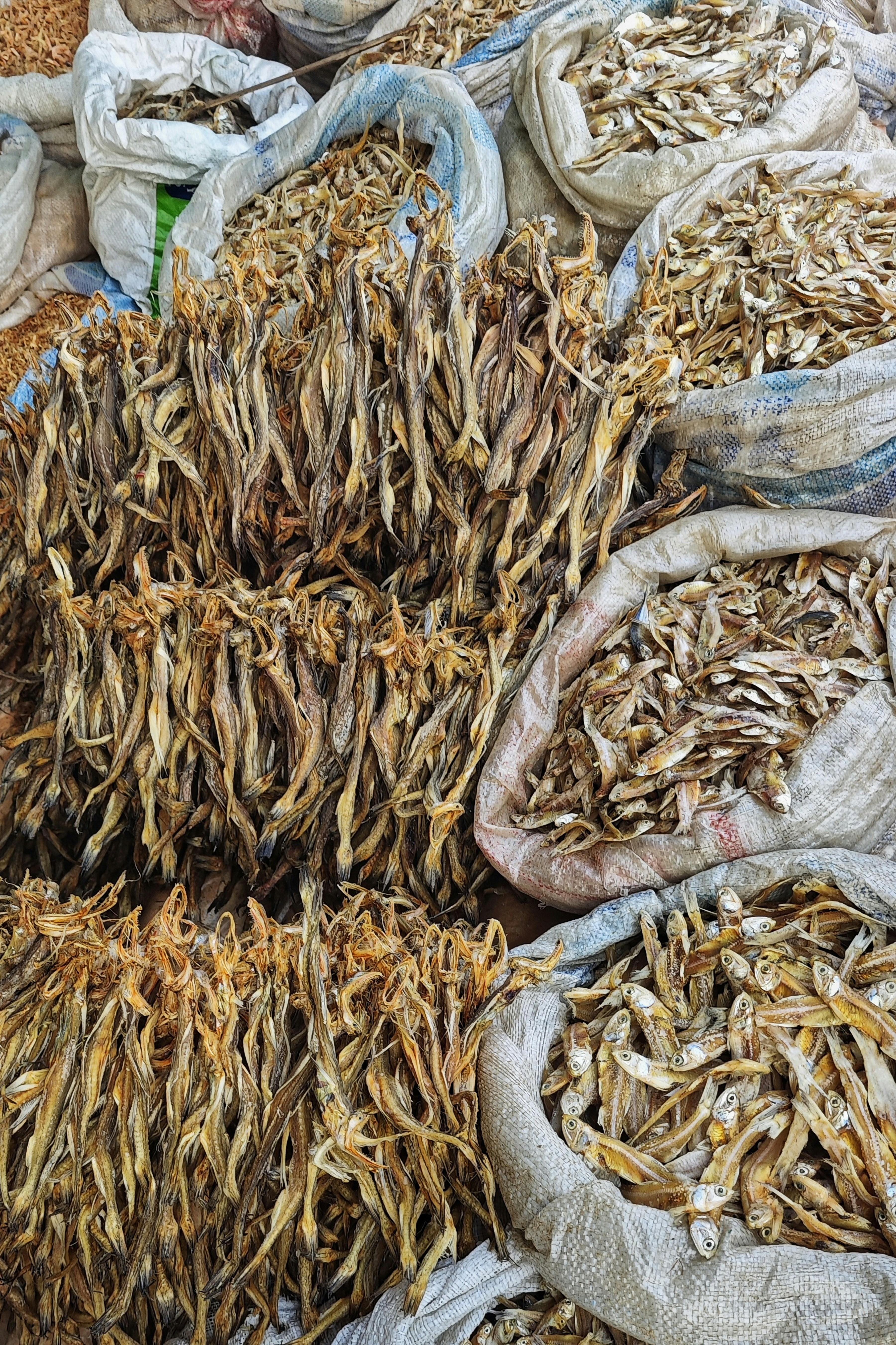 Photo by Dibakar Roy with Xiaomi 13 Pro