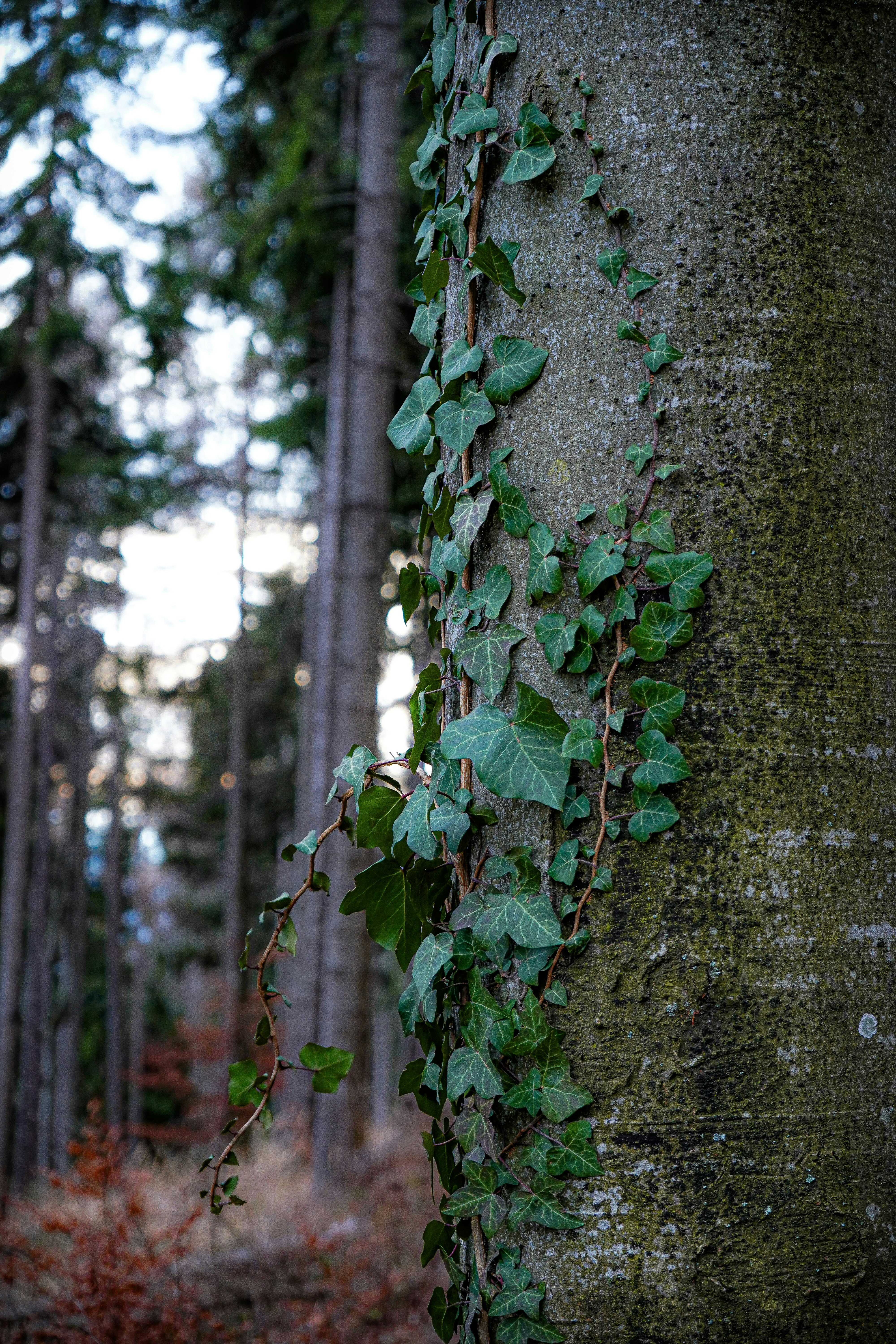 Ivy Threads on a Mossy Trunk in a Quiet Forest