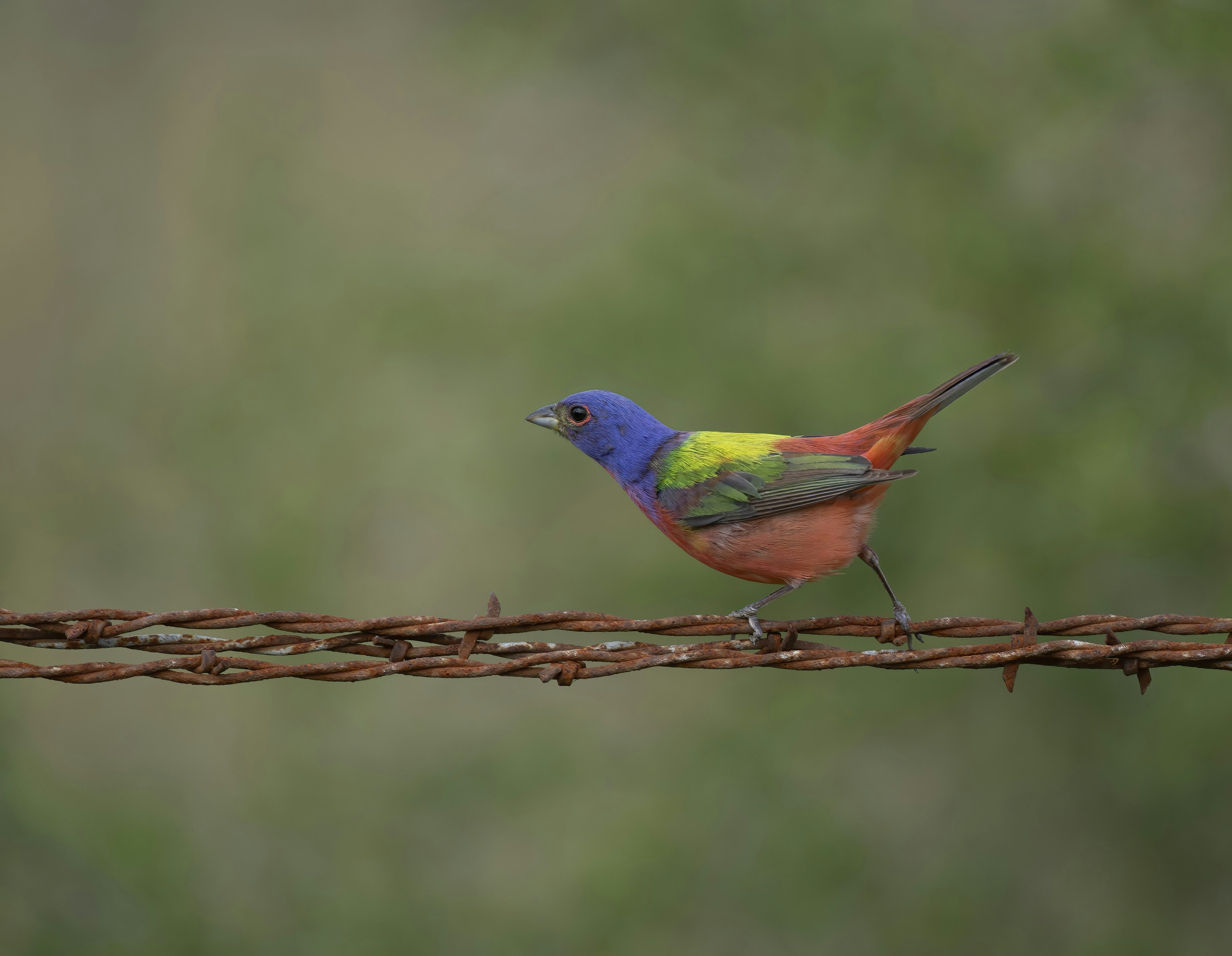 A colorful bird standing on a barbed wire photo – Free Bird Image on ...