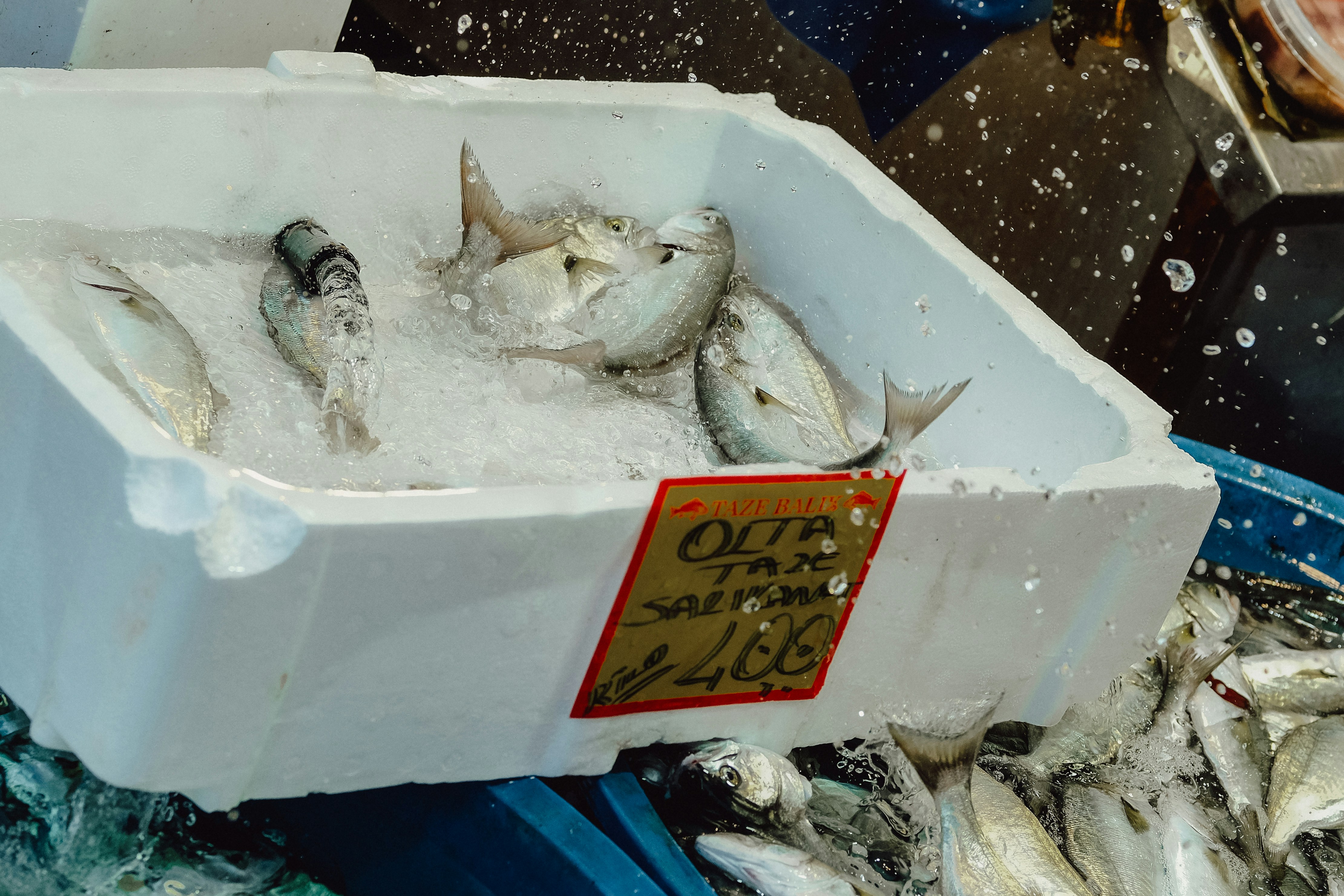 Un tas de poissons qui sont dans une boîte photo – Image gratuite de ...