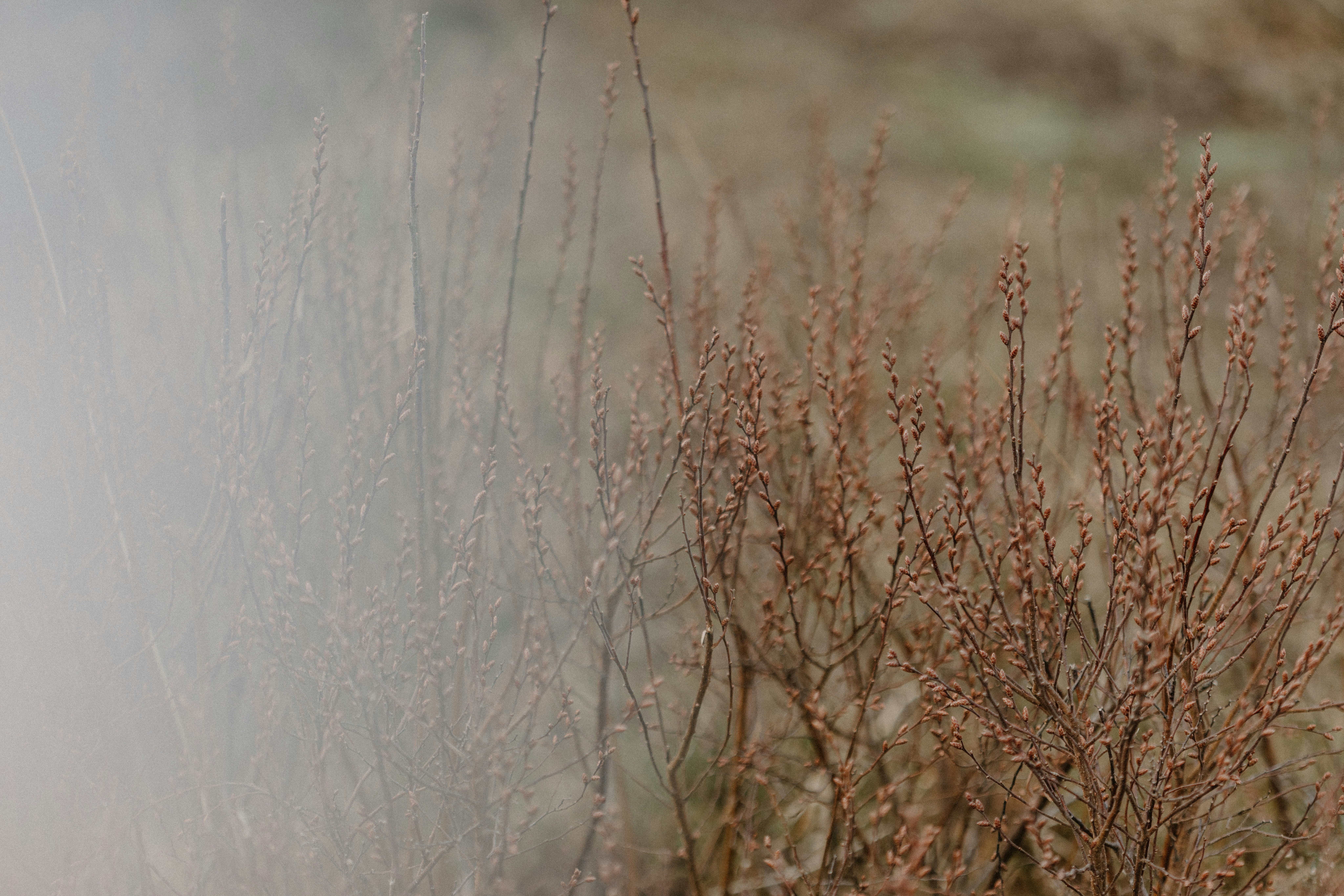 A fire hydrant spewing out water on a field photo – Free Nature Image ...